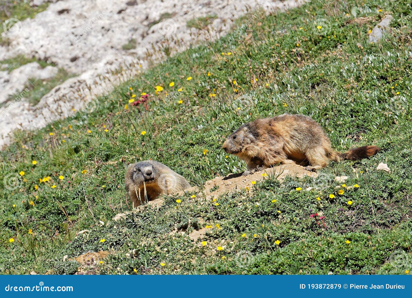 Groundhogs and Flowers in the Slopes of Grass Stock Image - Image of ...