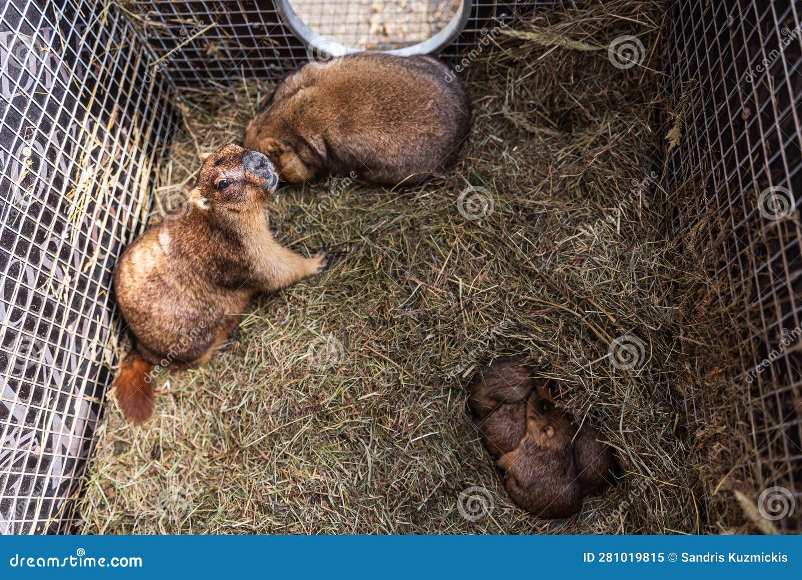 Groundhogs in Kennel Cages in Spring Stock Image - Image of head ...