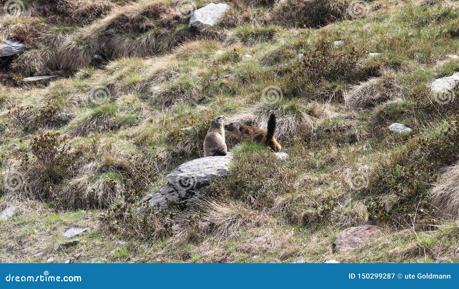 Groundhogs are Playing in the Wild Stock Image - Image of hanging ...