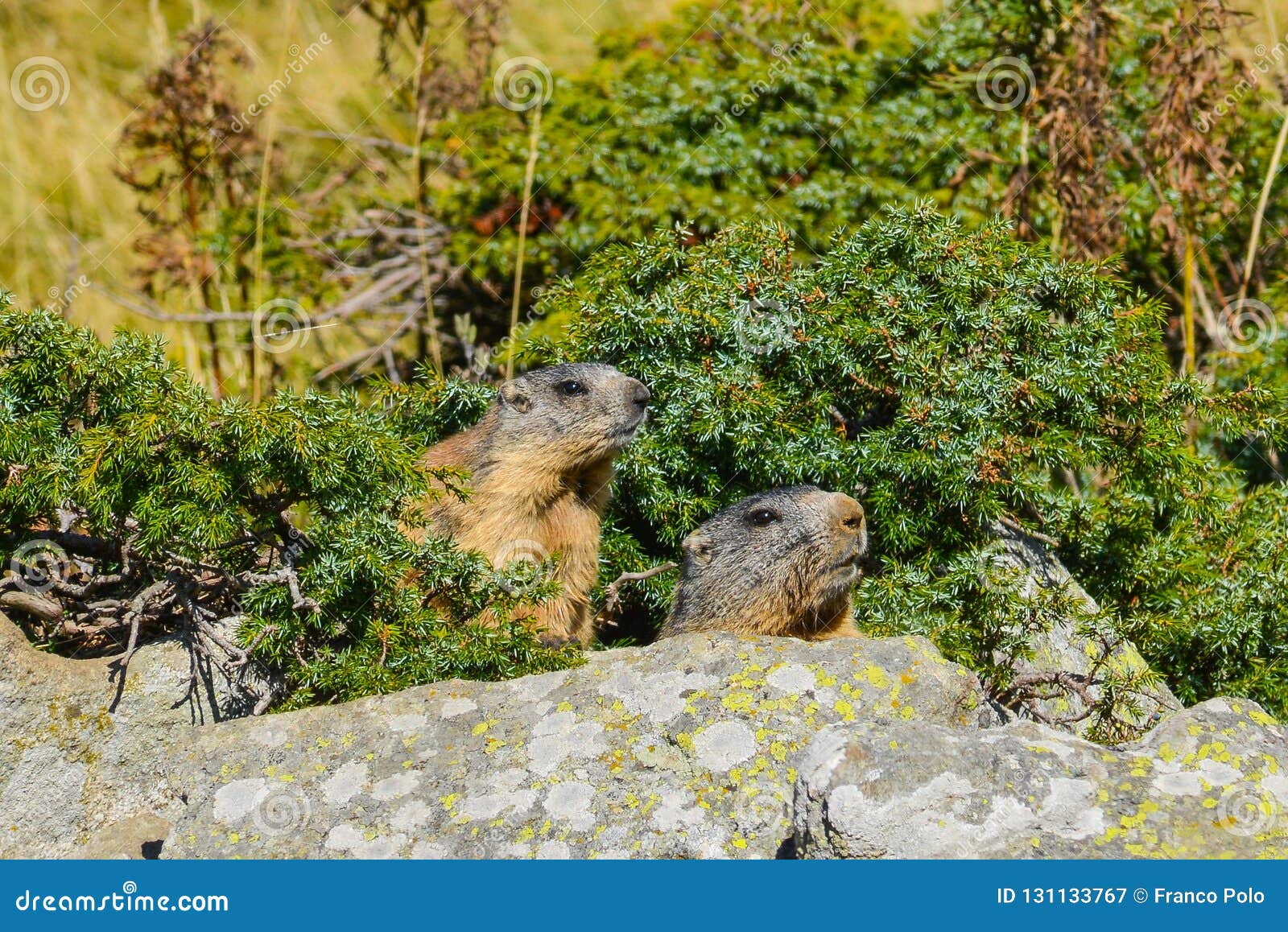 2 Groundhogs on a rock stock image. Image of green, groundhog - 131133767