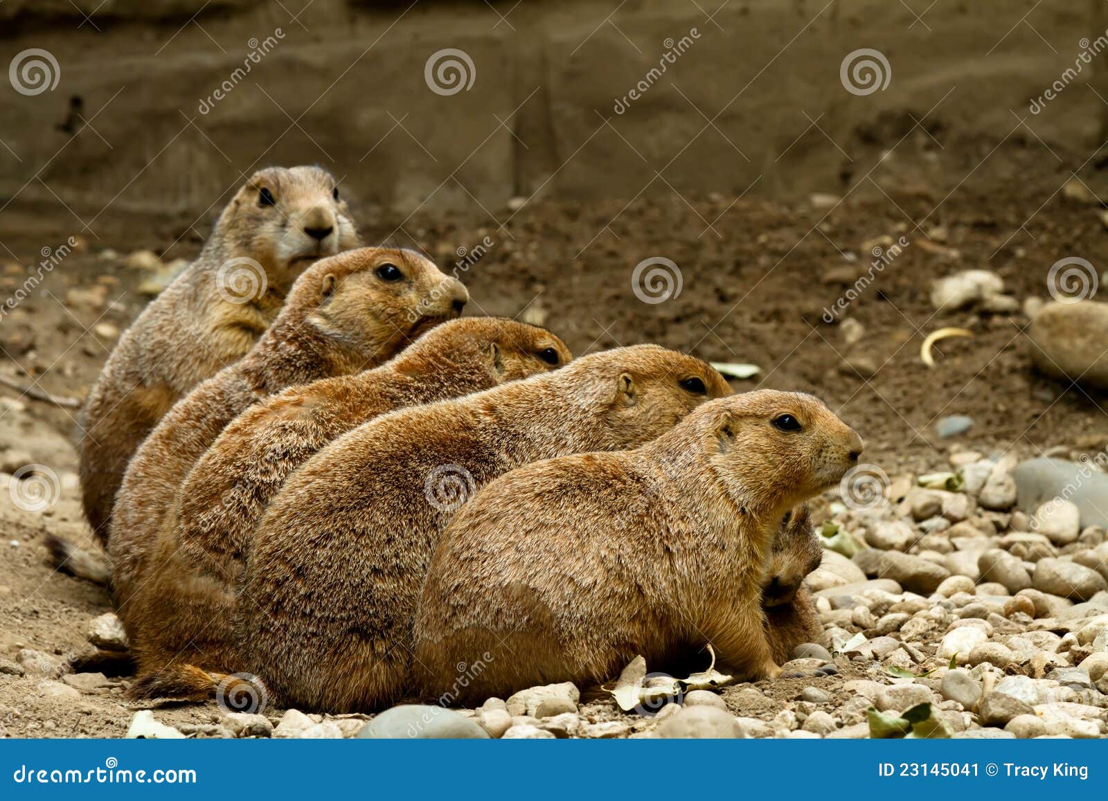 Groundhogs Sitting in a Row Stock Image - Image of furry, rodent: 23145041