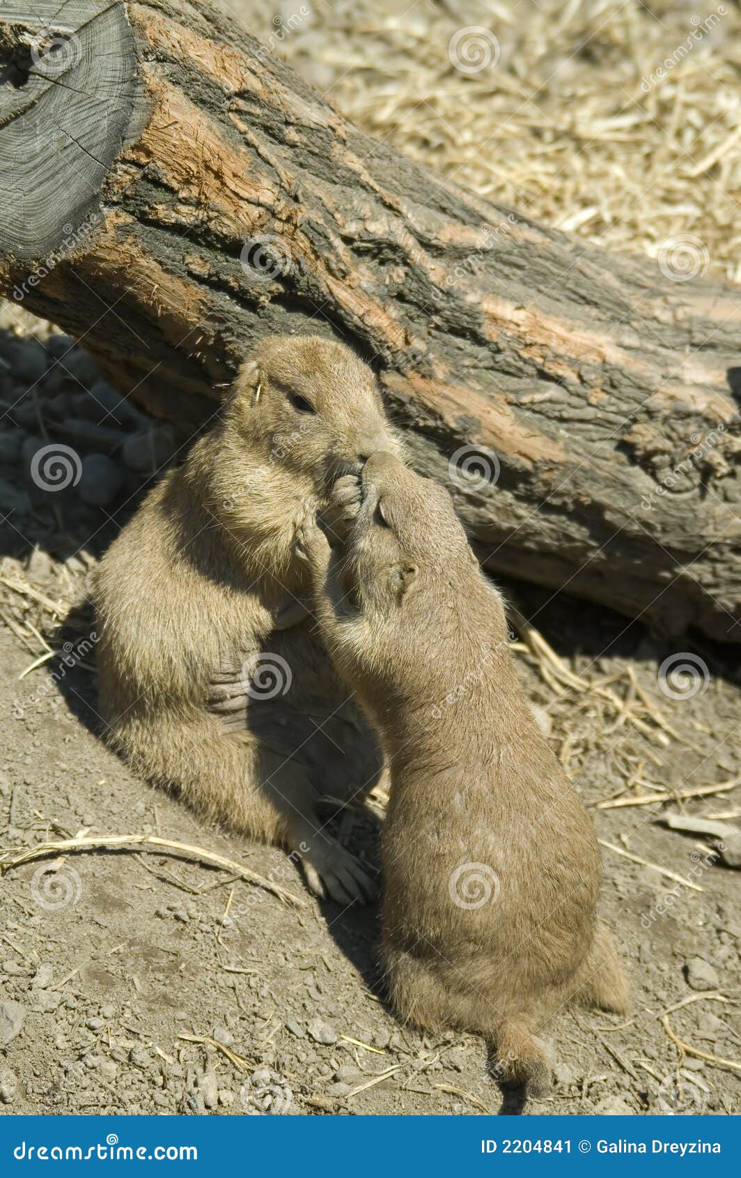 Groundhogs in spring stock image. Image of marmot, animal - 2204841