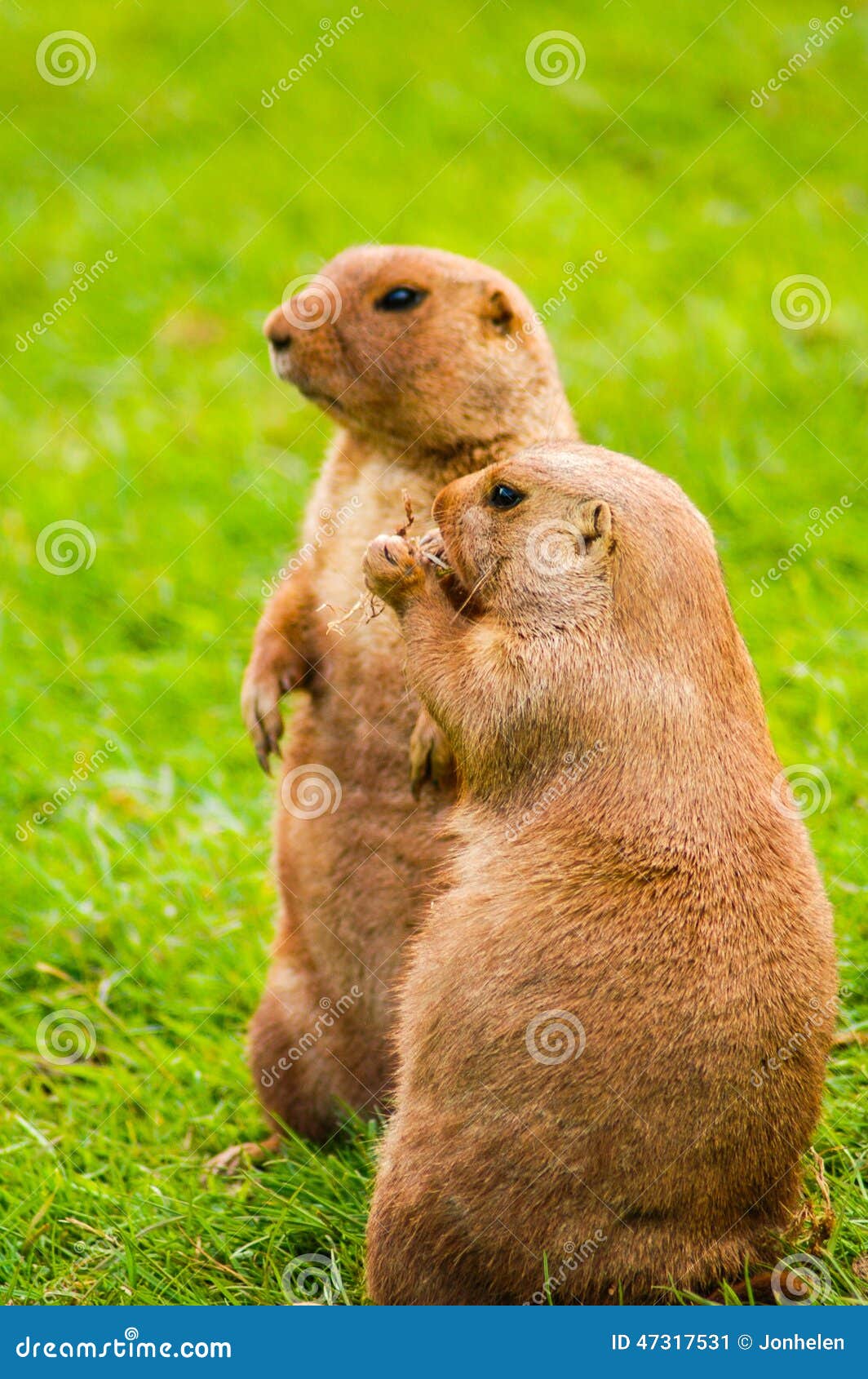Groundhogs stock image. Image of district, pair, mamal - 47317531