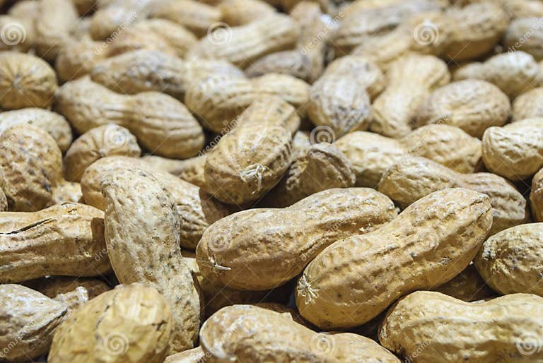 Groundnut stock image. Image of healthy, natural, nutrition - 48716579
