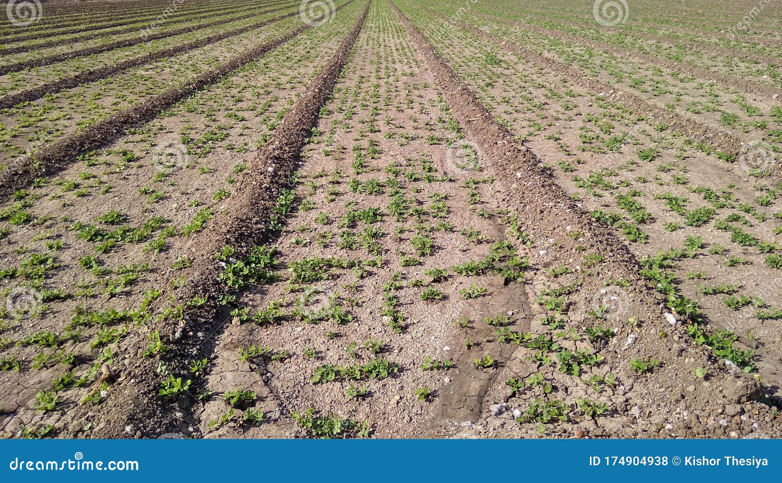 Groundnut crop in the farm stock photo. Image of groundnutoil - 174904938