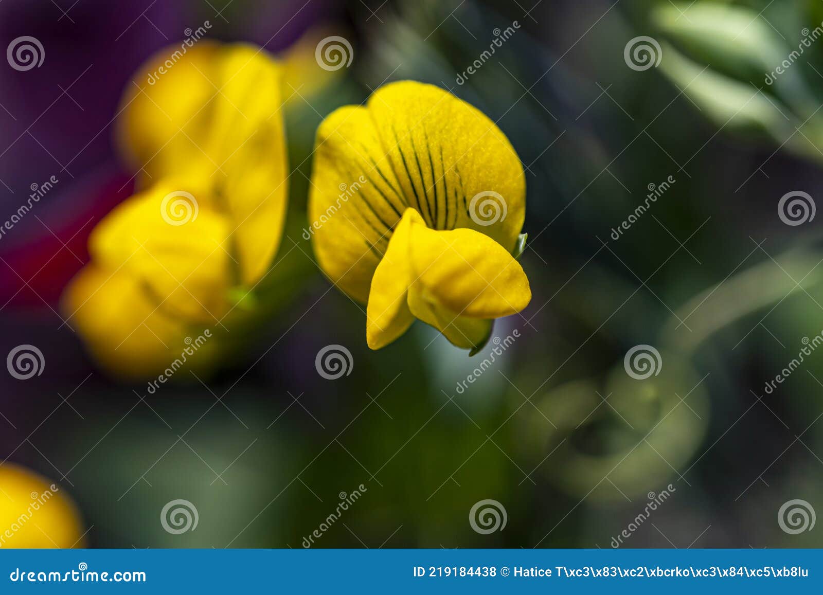 Groundnut Flower at Bloom, Yellow Wildflower. Stock Photo - Image of ...