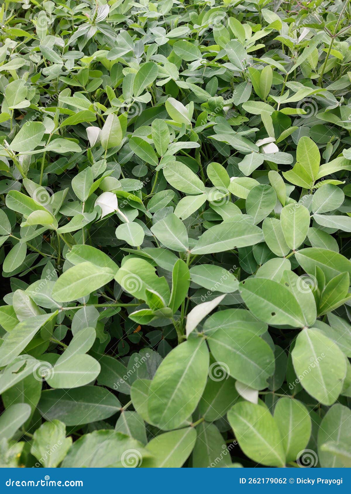 Groundnut Leaves from Own Garden Stock Photo - Image of plant, green ...