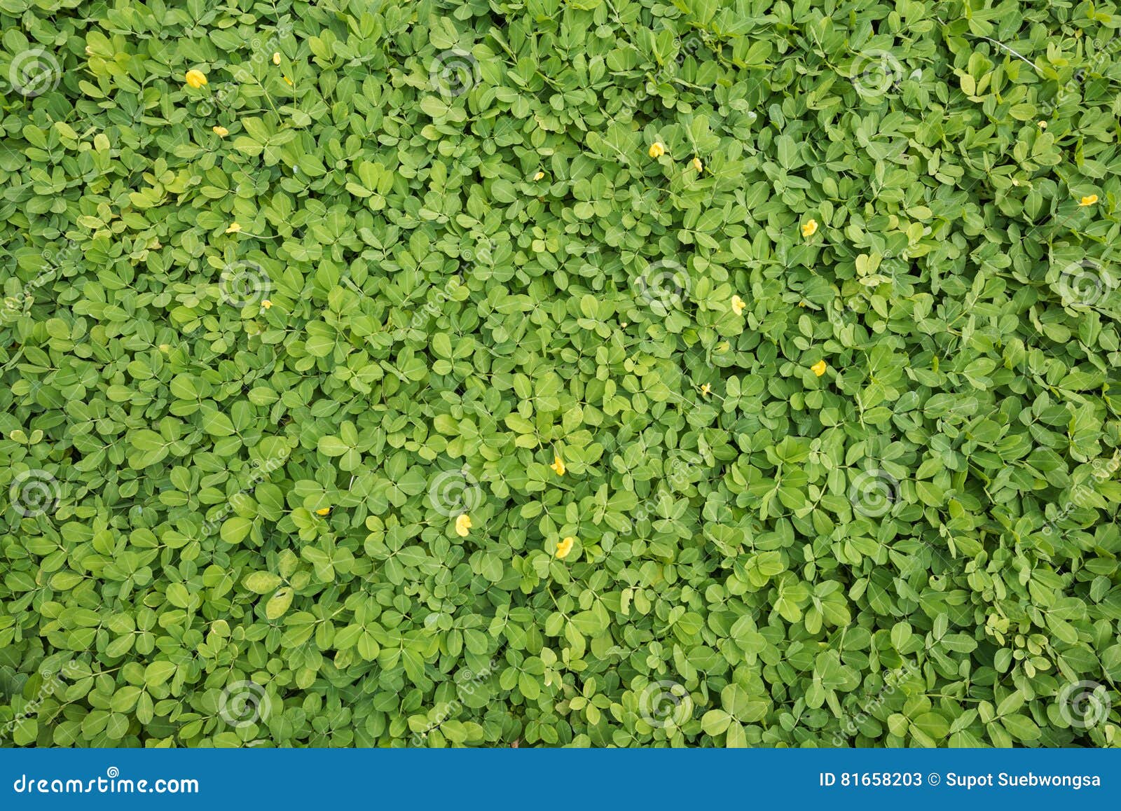 Groundnut or Peanut Leaves Background Stock Image - Image of leaf ...