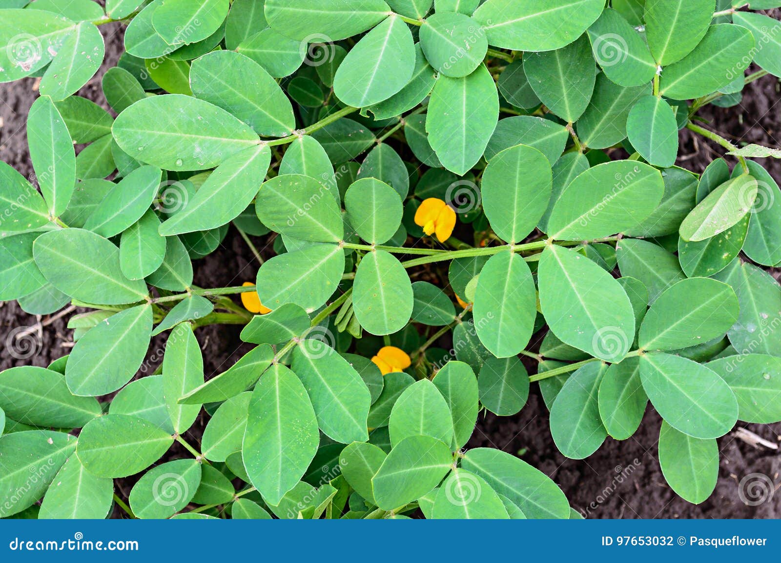 Groundnut or Peanut Leaves Background Stock Photo - Image of leaf ...