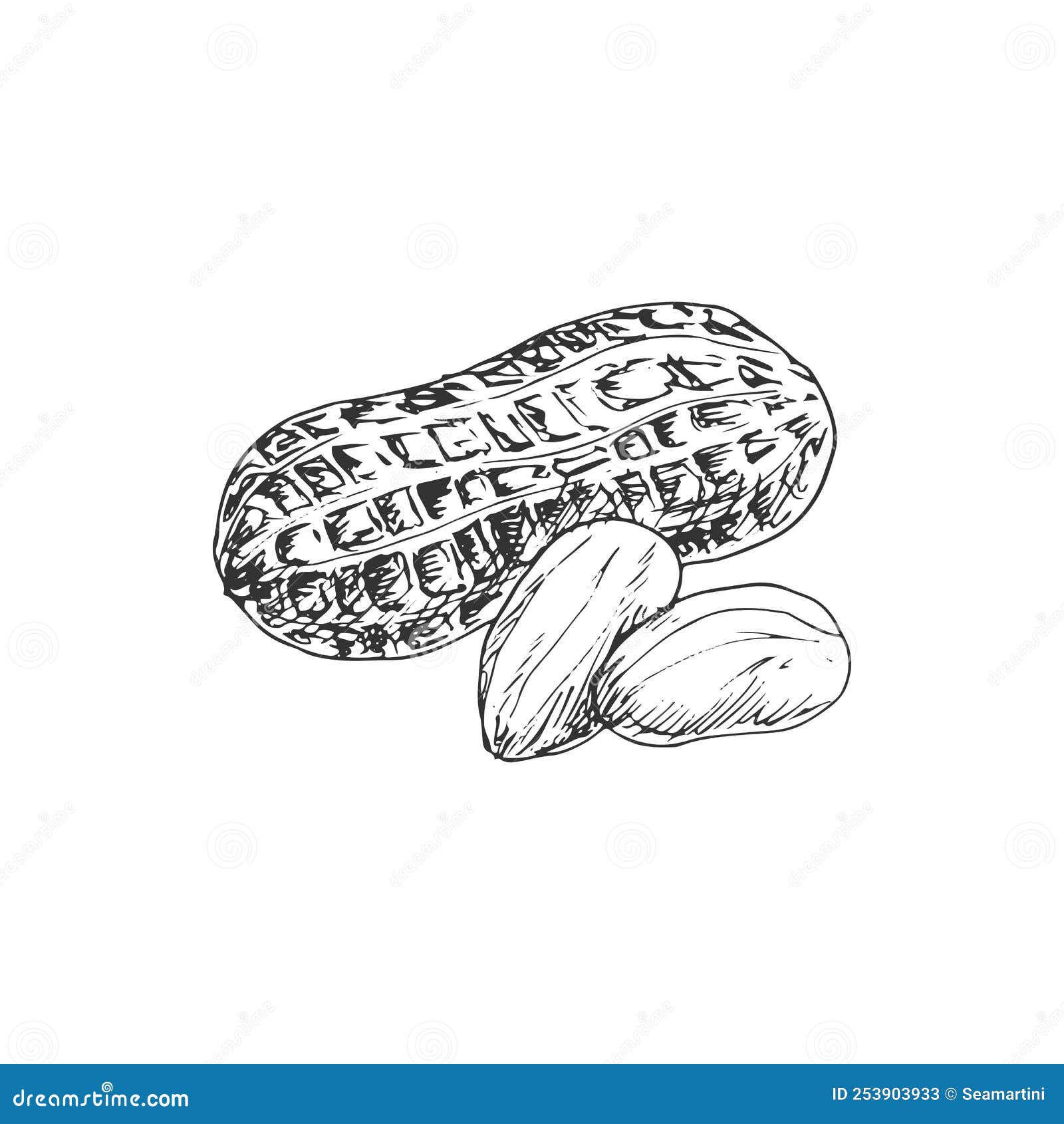 Groundnut and Peanut in Shell and Kernels Isolated Stock Vector ...