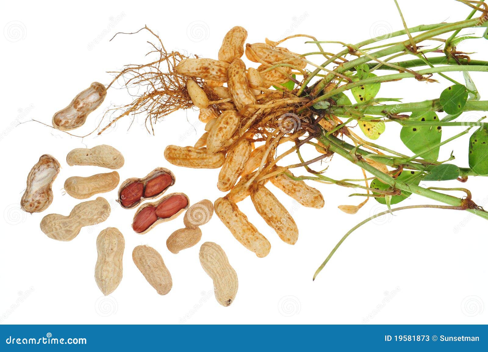 Groundnut Plant stock image. Image of crop, health, kennel - 19581873