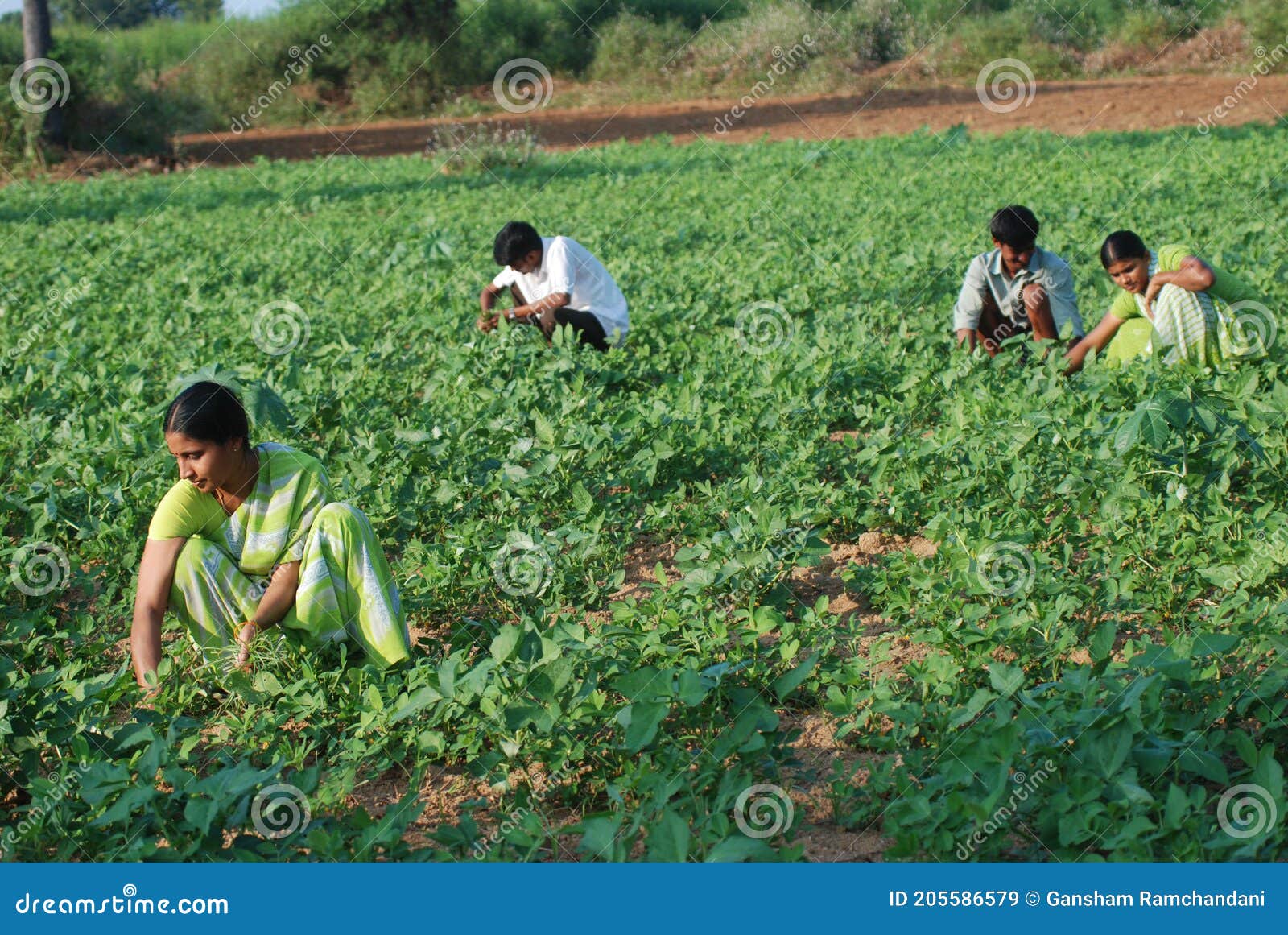 Groundnut Plantation in Andhra Pradesh India Editorial Stock Image ...