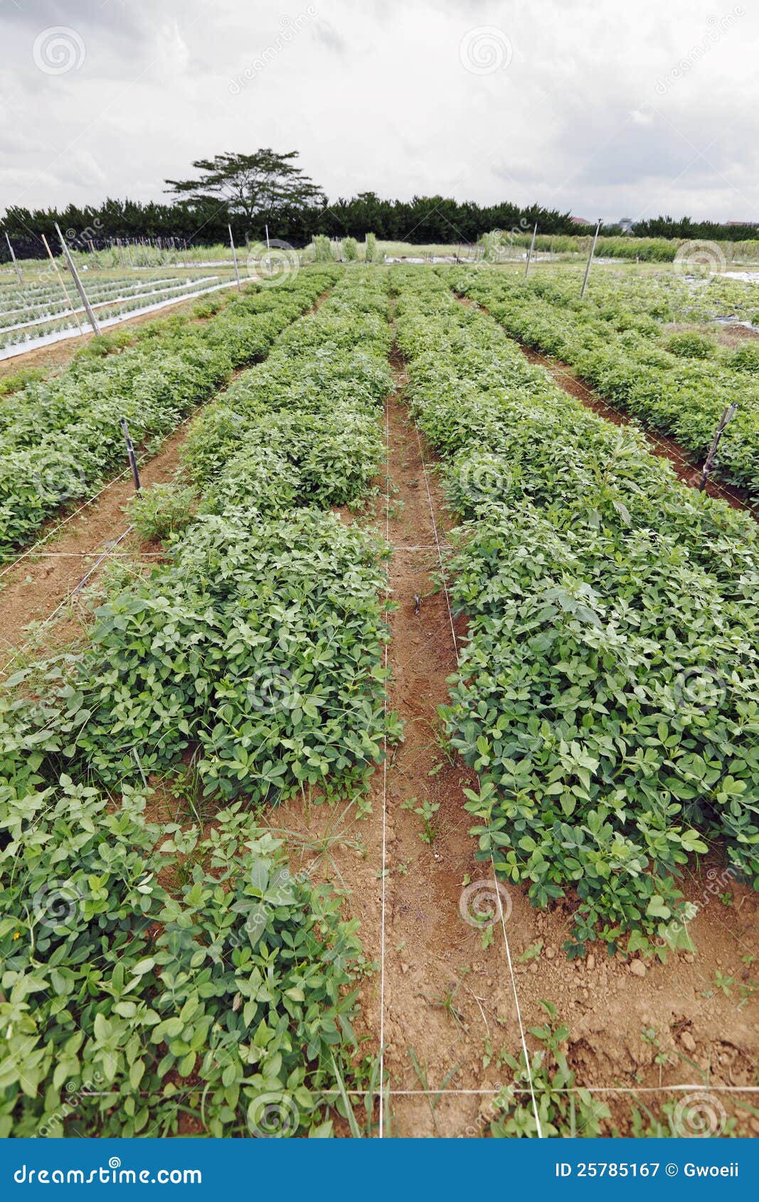 Groundnut Cultivation