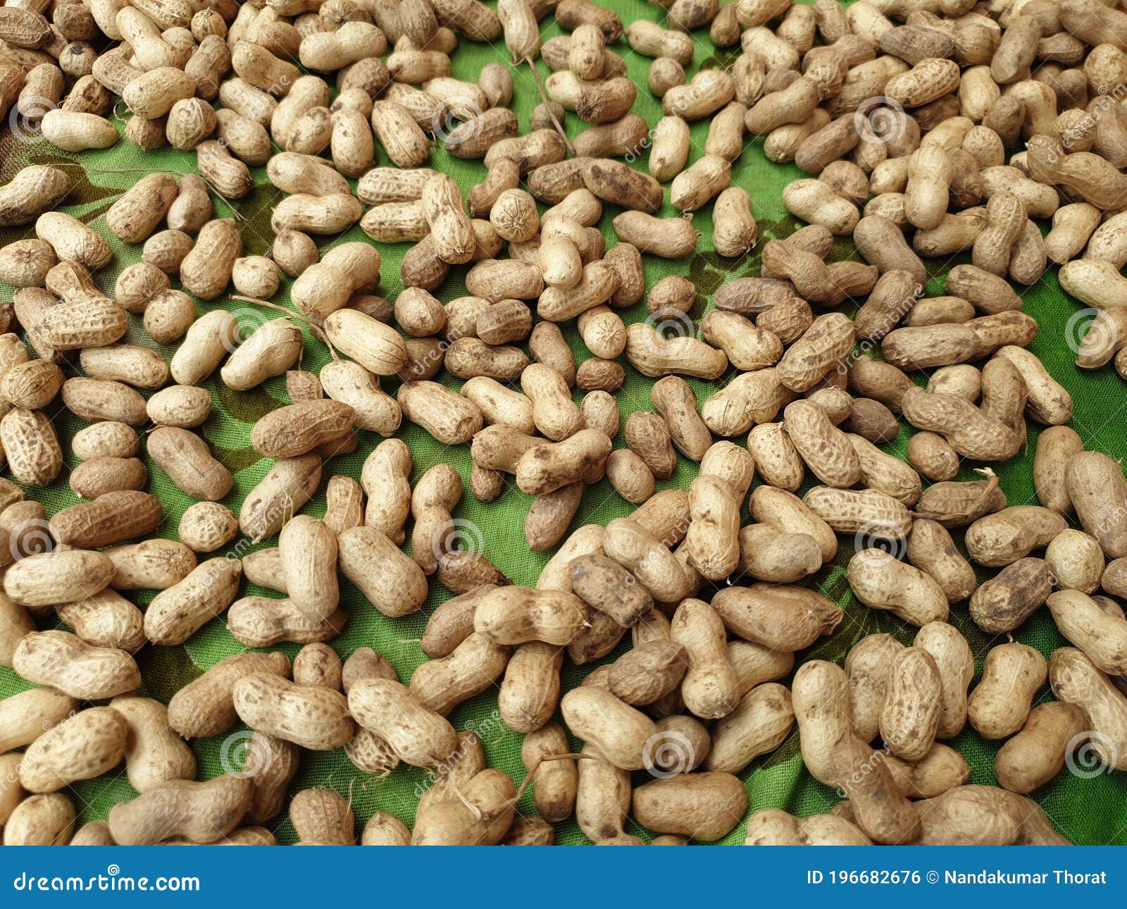 These are the groundnuts stock photo. Image of plantation - 196682676