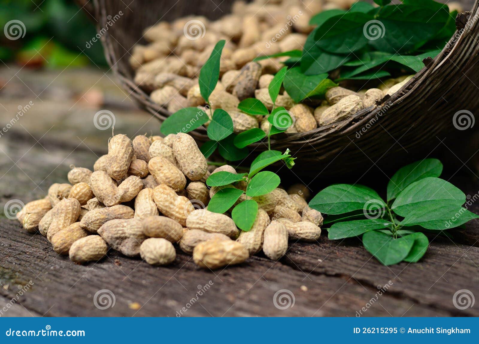 Groundnuts stock image. Image of rustic, natural, fiber - 26215295