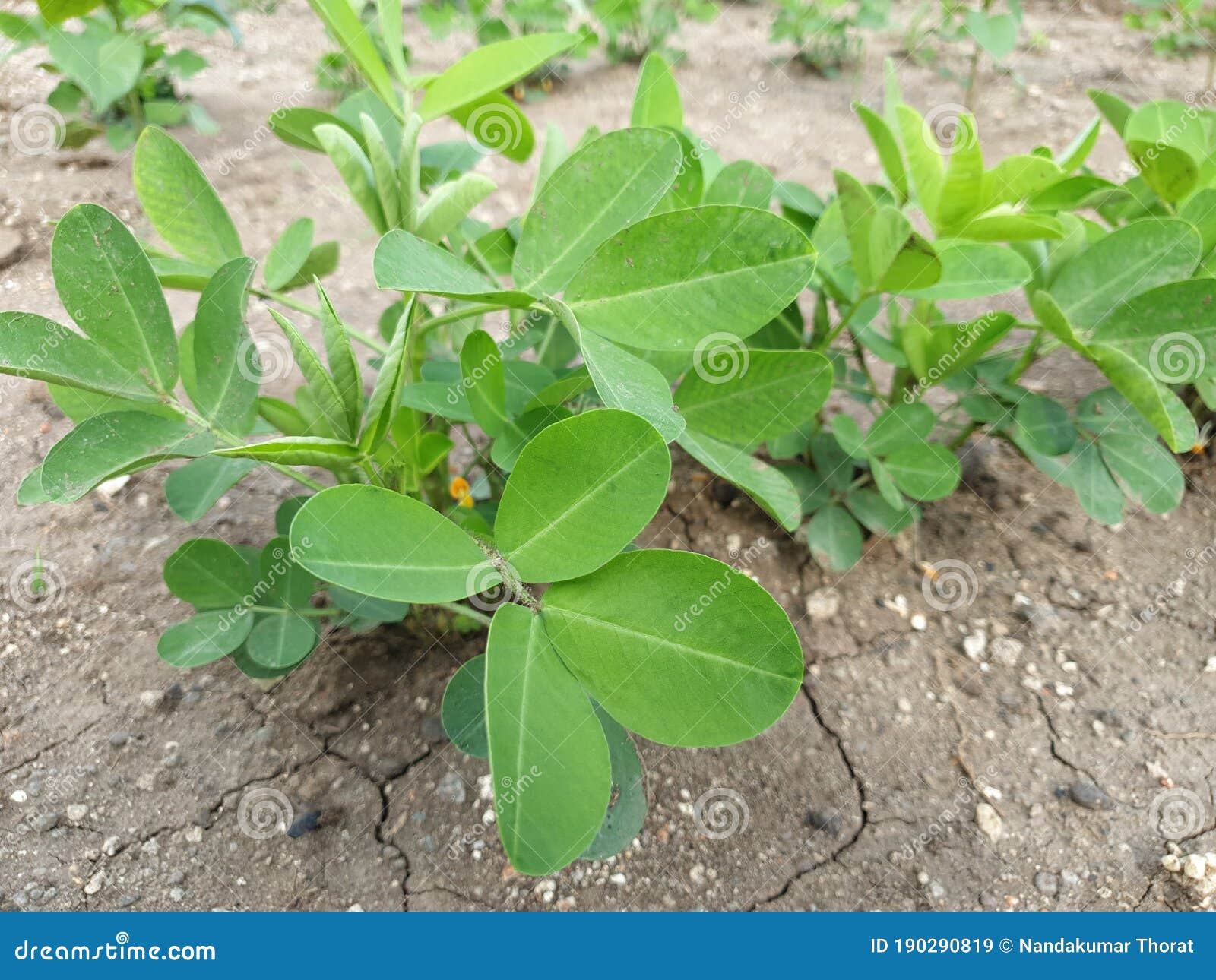 Groundnuts in the field stock image. Image of blossom - 190290819