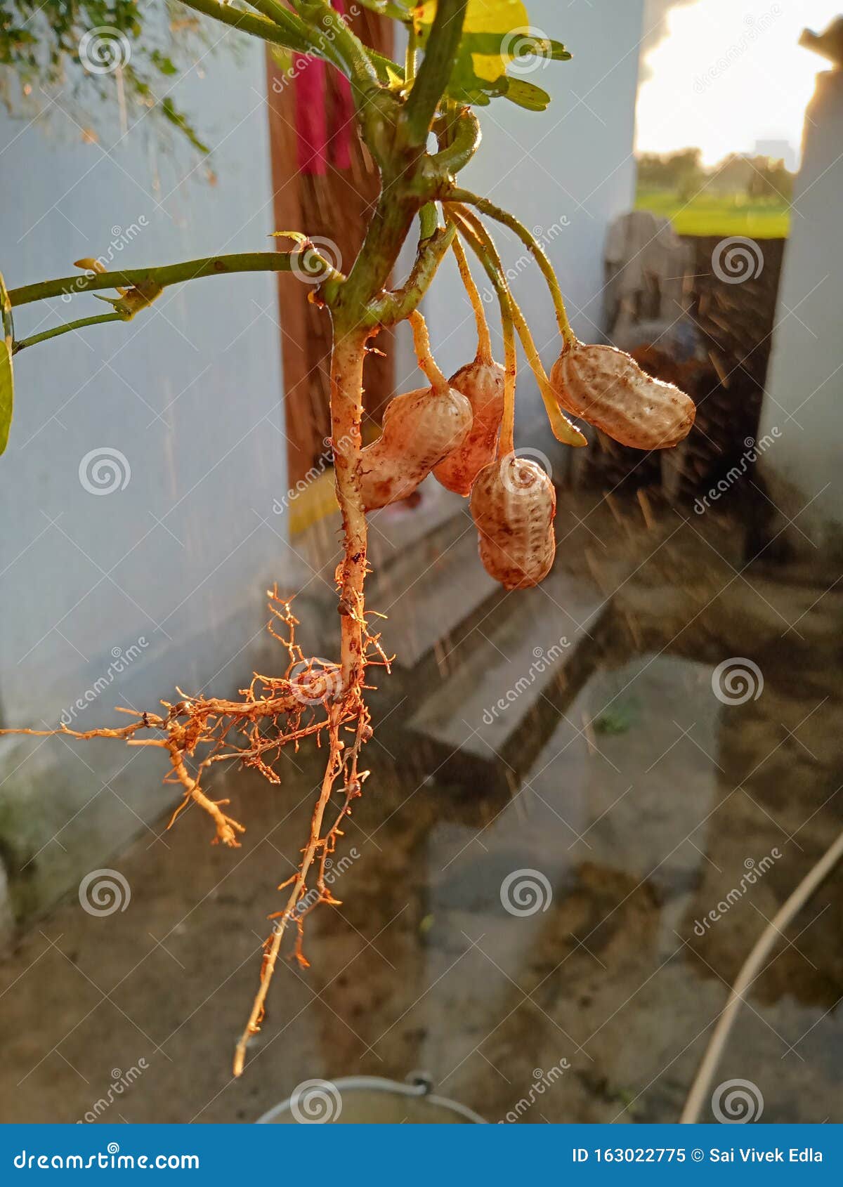 Groundnuts fresh stock image. Image of fresh, drizzle - 163022775