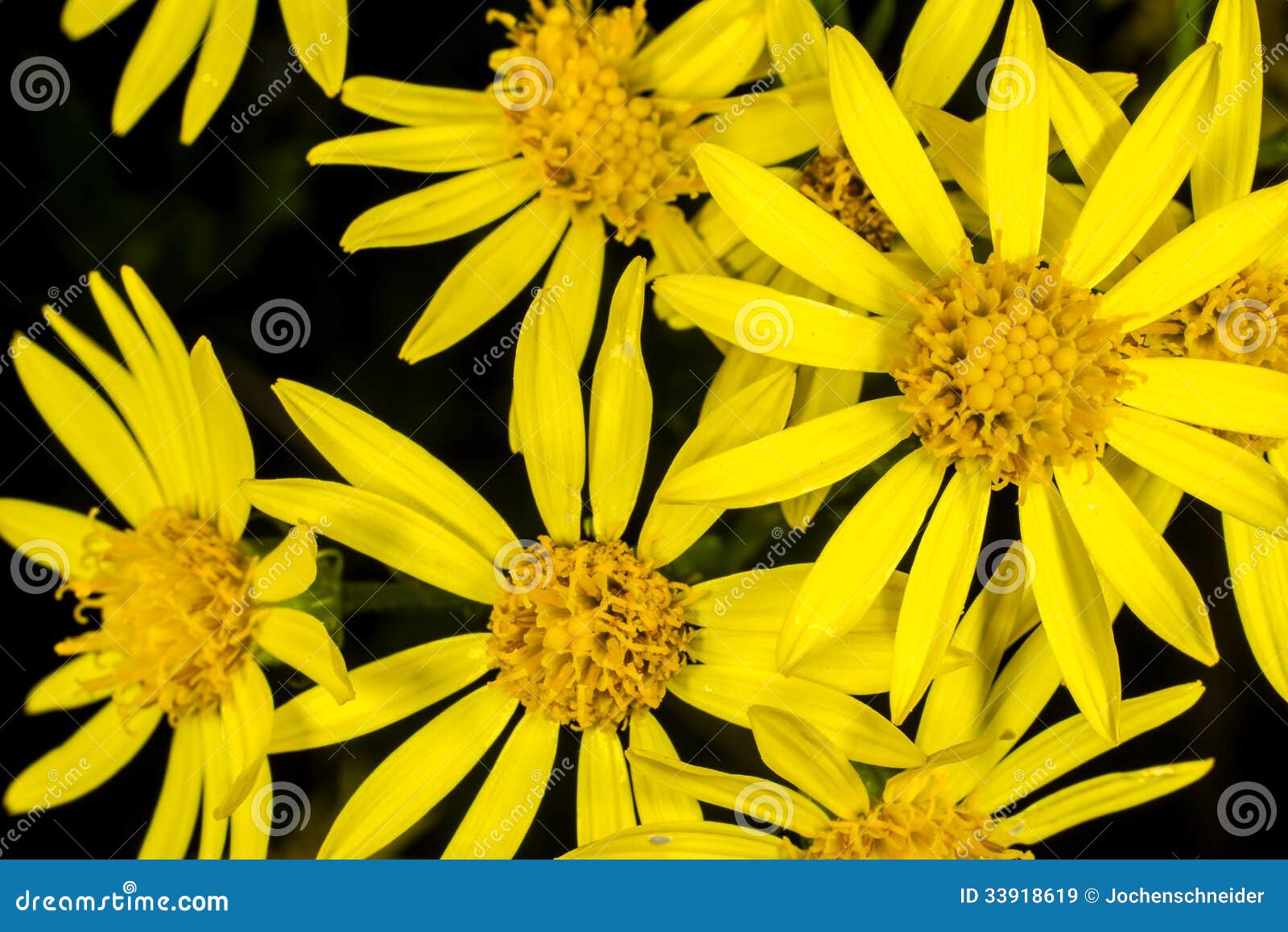 Groundsel stock image. Image of blooming, natural, plants - 33918619