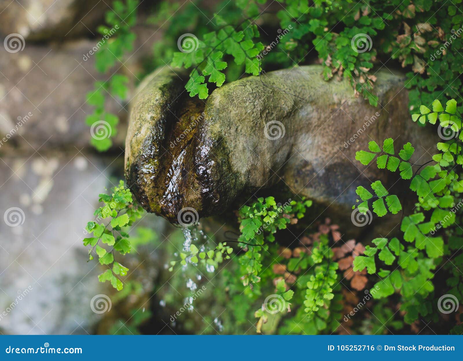 Groundwater. stock photo. Image of drinking, closeup - 105252716