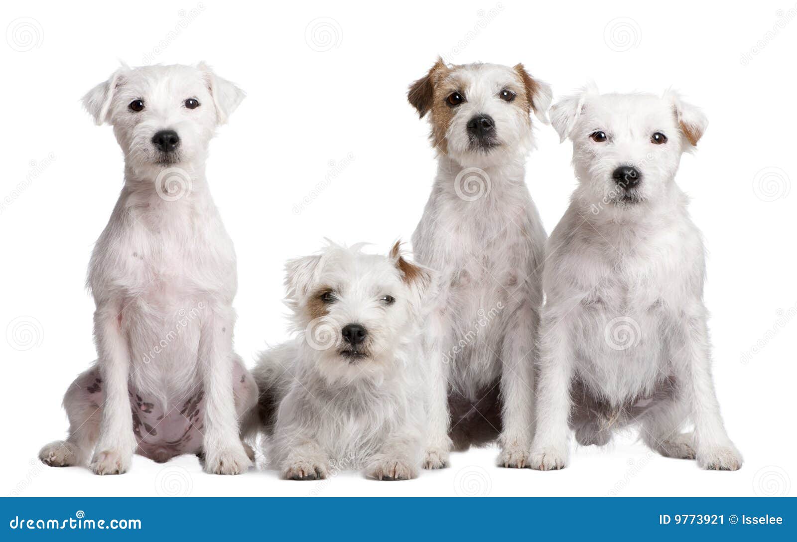 Group of 4 Dogs : Parson Russell Terrier Stock Image - Image of lying ...