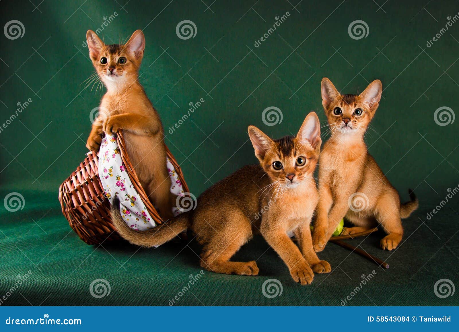 260 Cat Group Dark Background Photos - Free & Royalty-Free Stock Photos ...