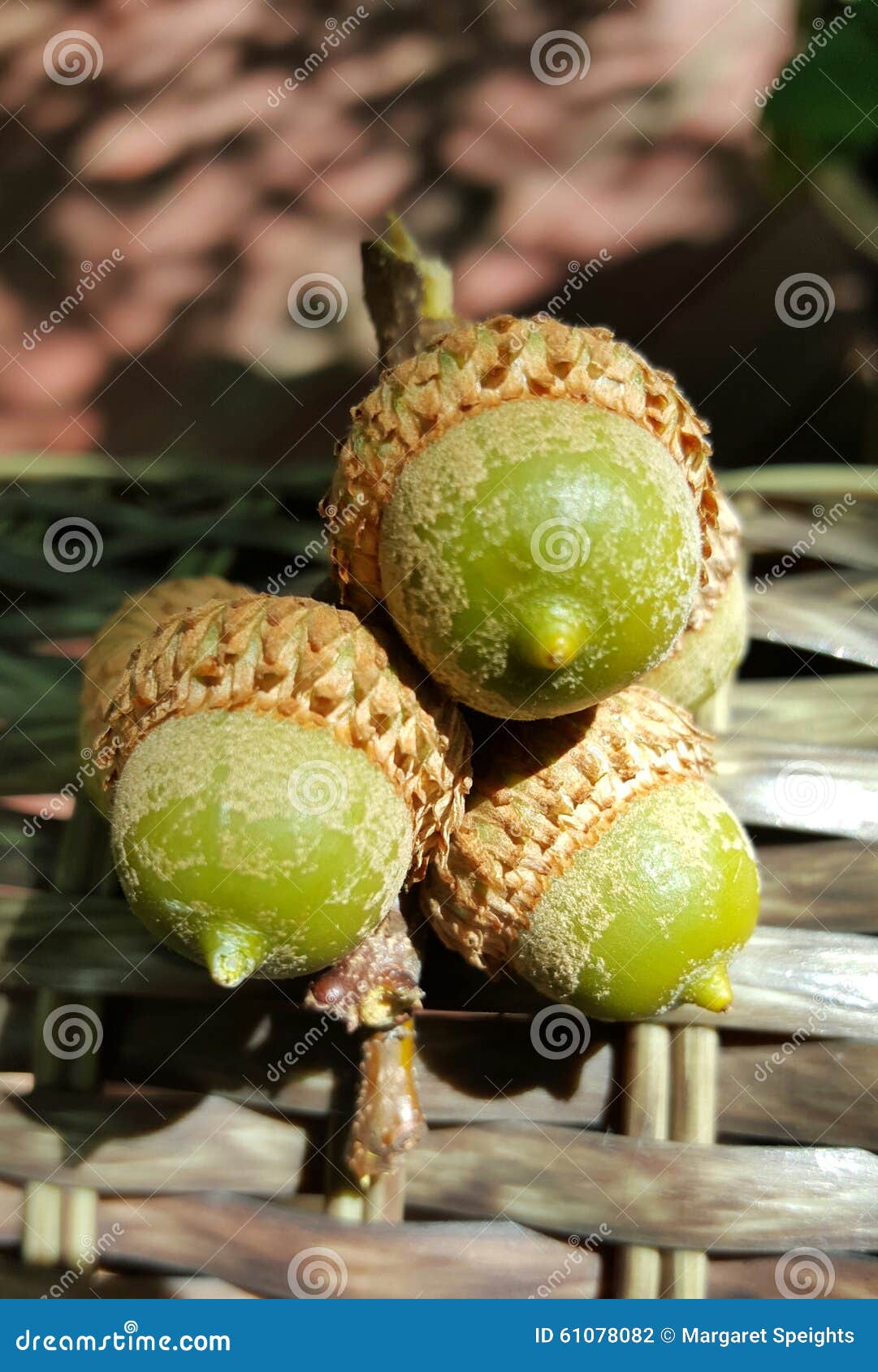 Group of Acorns on Branch stock photo. Image of organic - 61078082