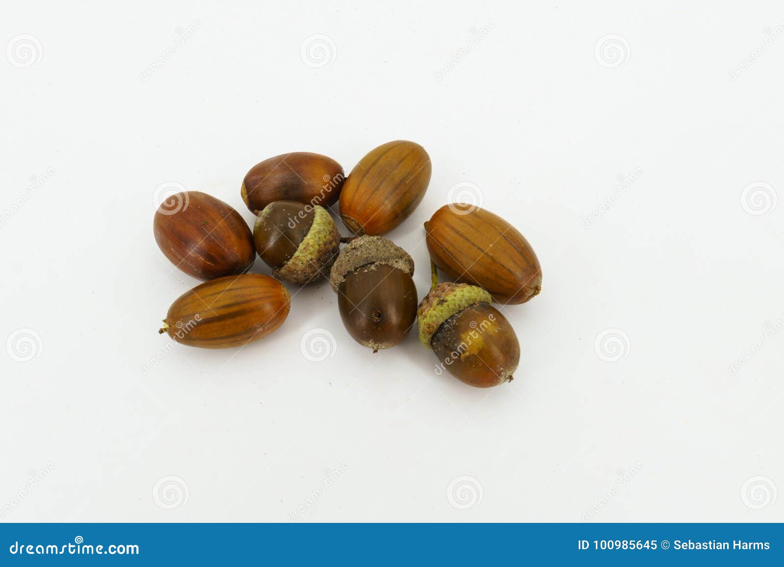 Group of acorns stock image. Image of november, acorn - 100985645