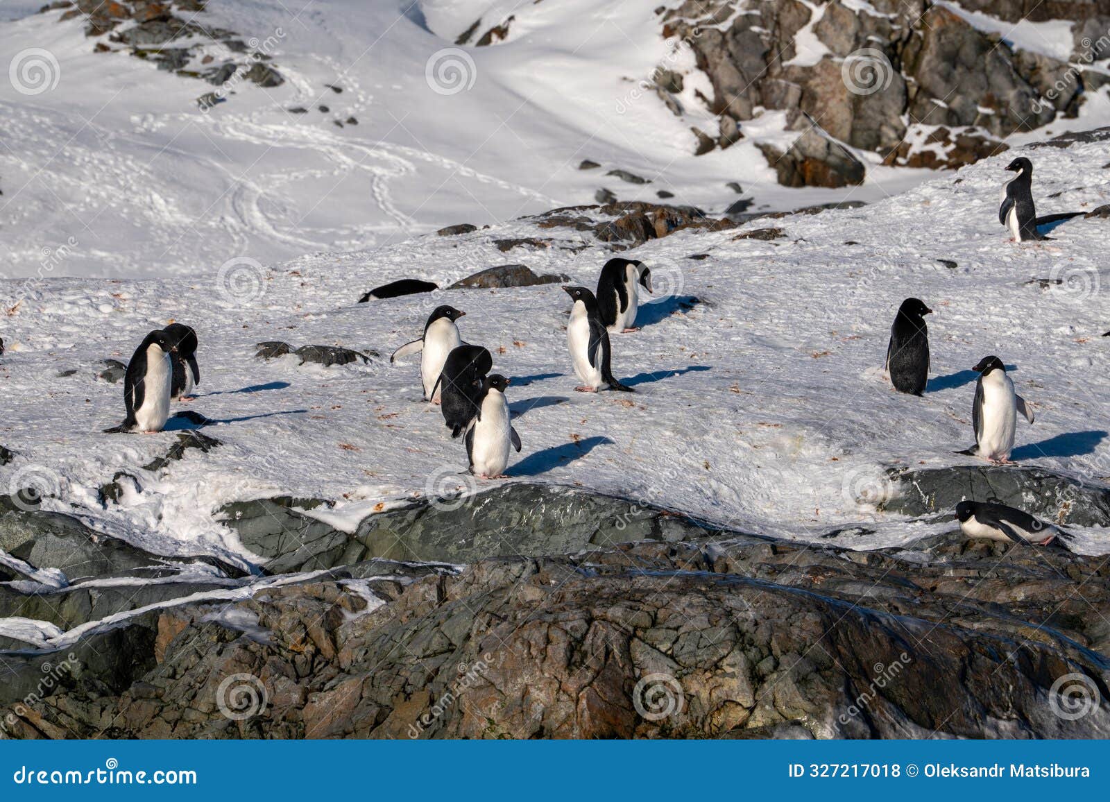 Group of Adelie Penguins. Antarctica, South Pole Stock Photo - Image of ...
