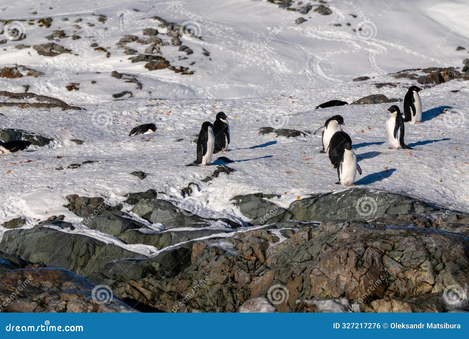 Group of Adelie Penguins. Antarctica, South Pole Stock Photo - Image of ...