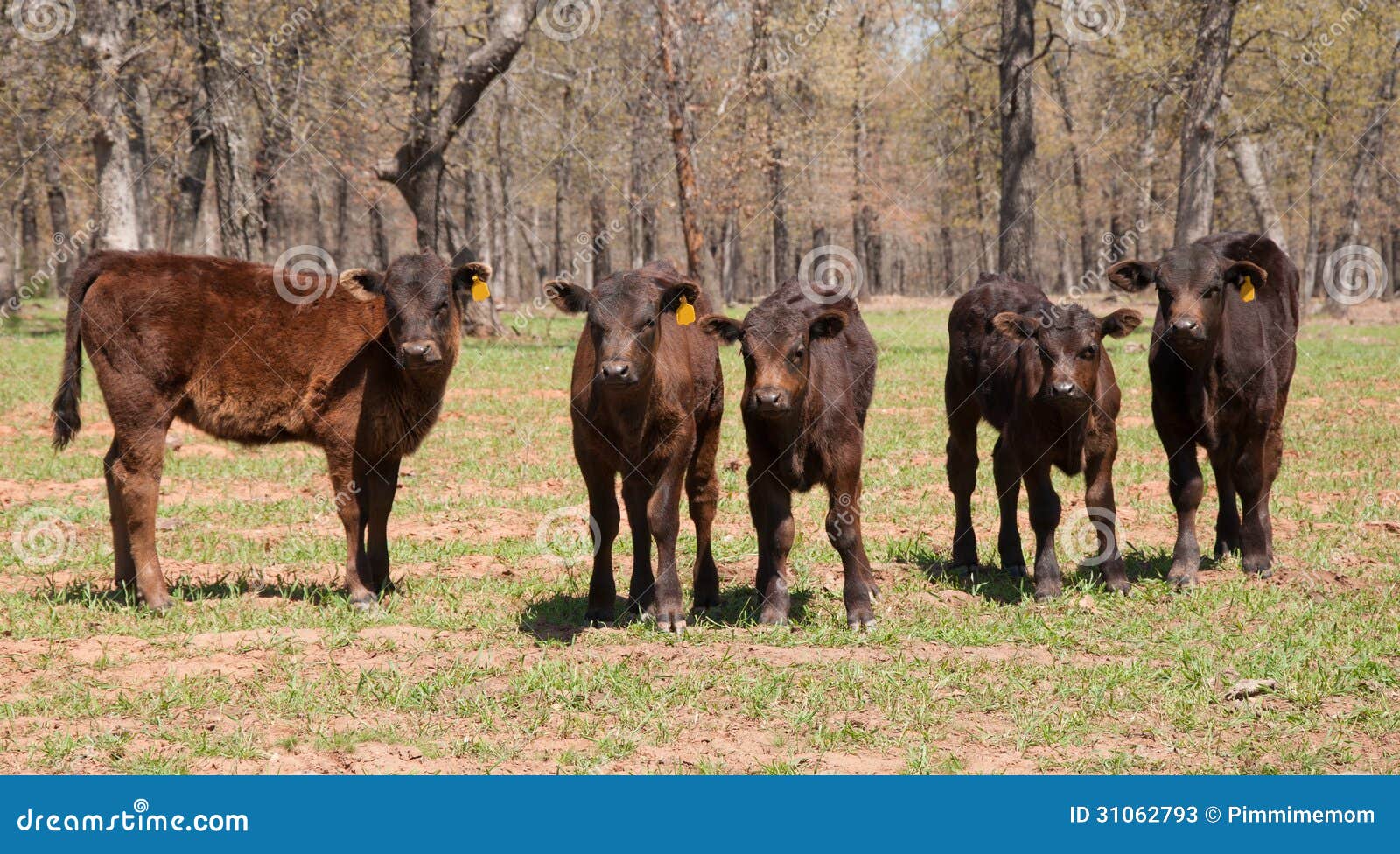Group of Adorable Calves in Spring Pasture Stock Image - Image of ...