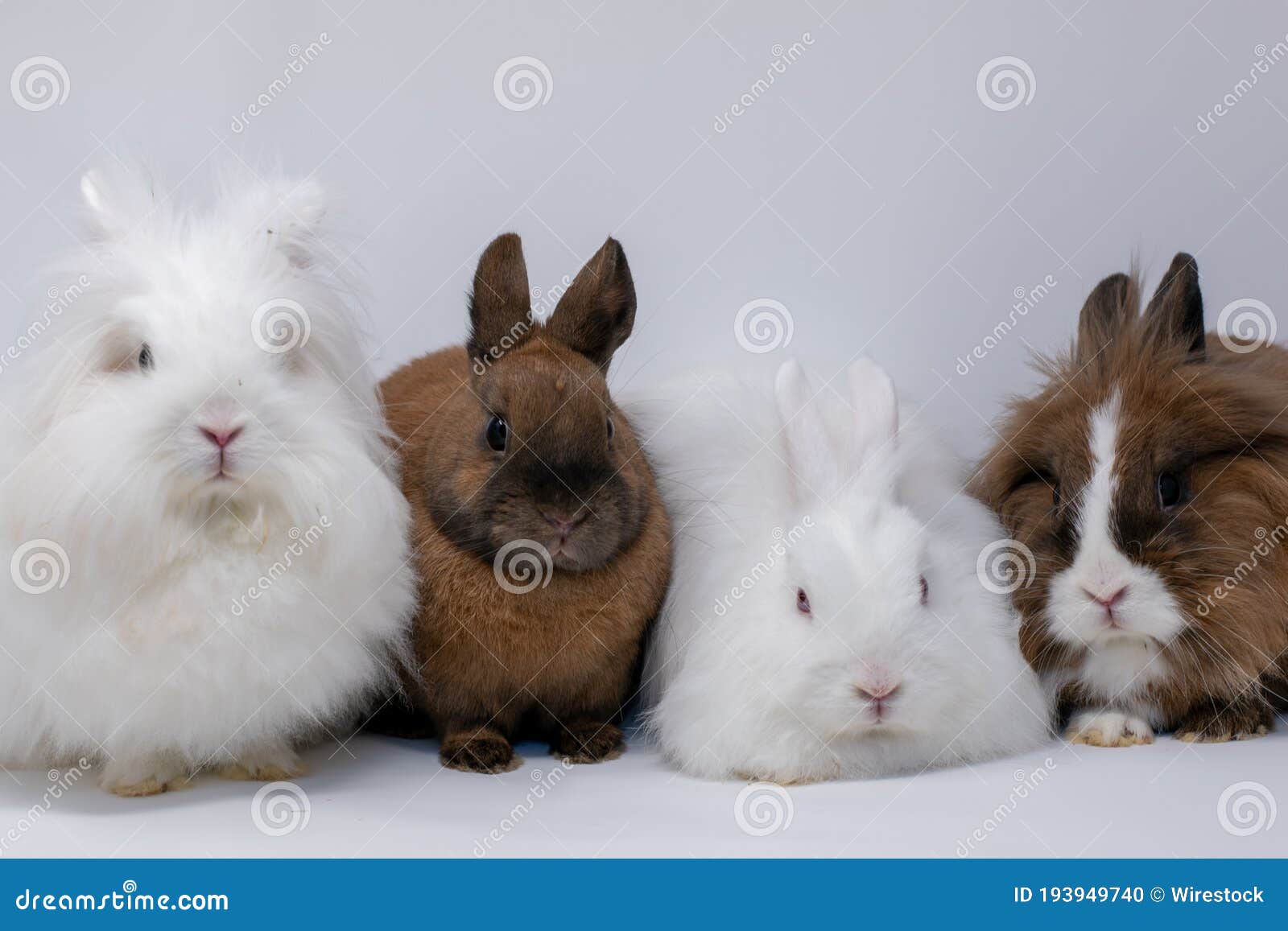Group of Adorable Rabbits on a White Background Stock Photo - Image of ...