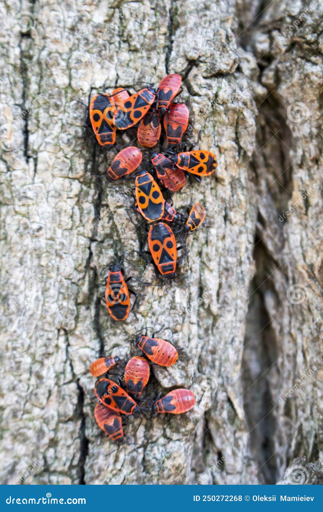 Group Of Adult Insects And Larvae, Red-winged Wingless On The Bark Of A ...