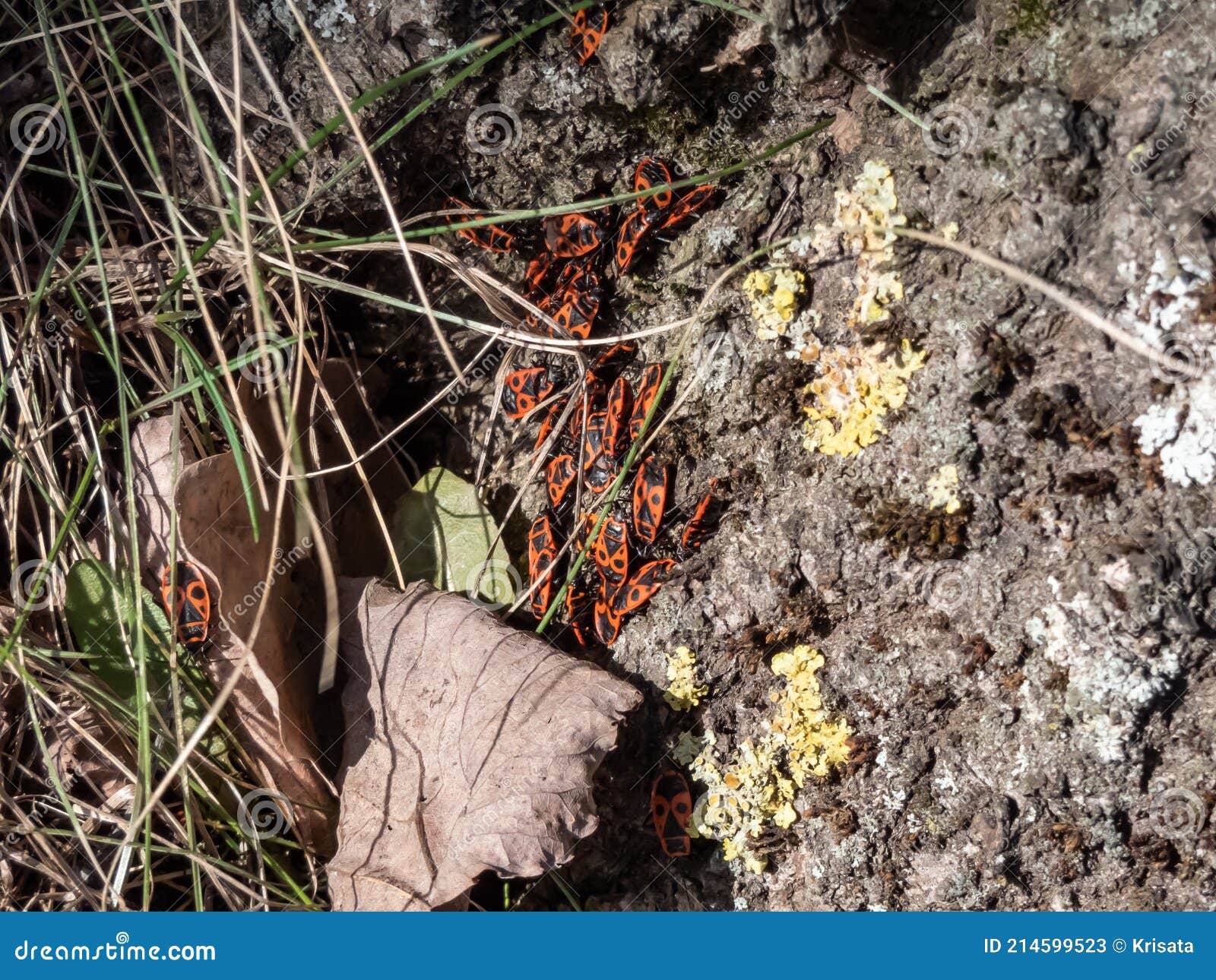Group of Adult Red and Black Firebugs in the Early Spring Showing ...