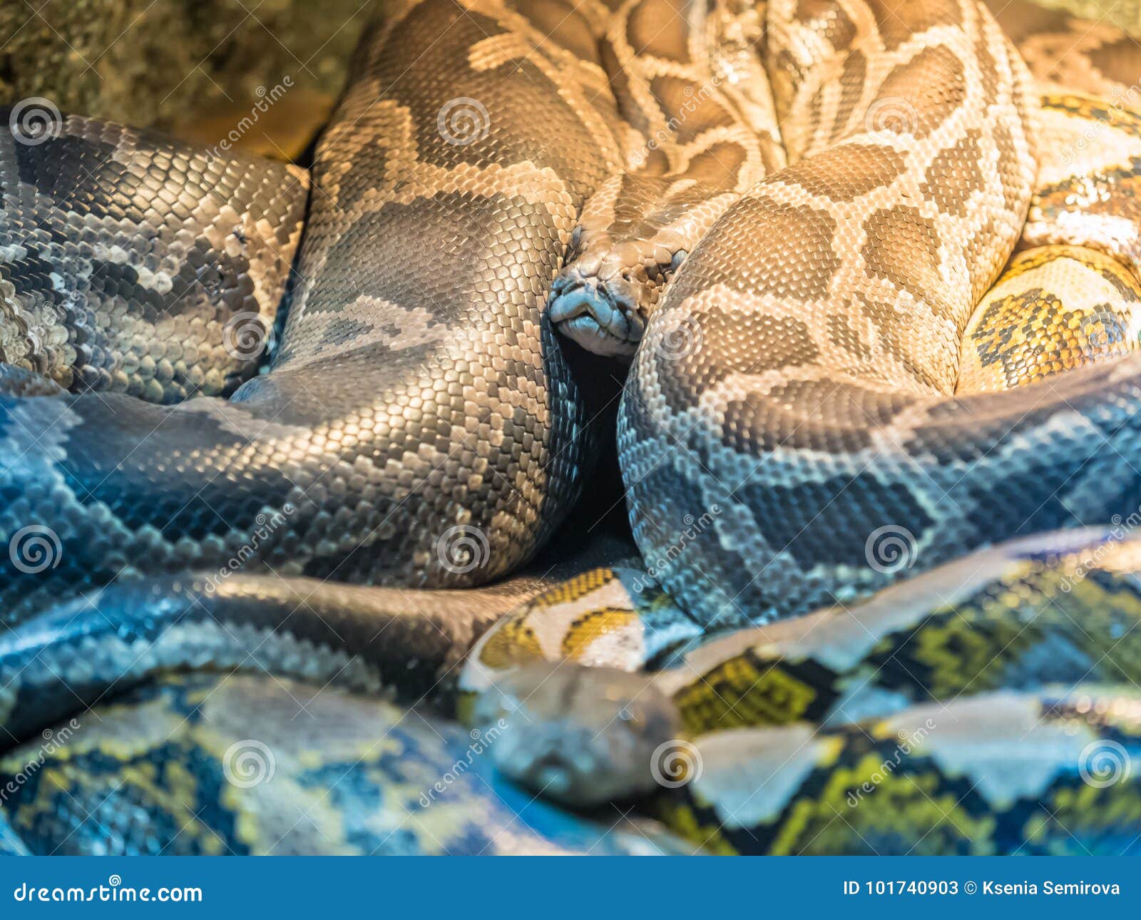 Group of Royal Pythons, or Ball Pythons Python Regius Stock Image - Image of africa, diurnal ...