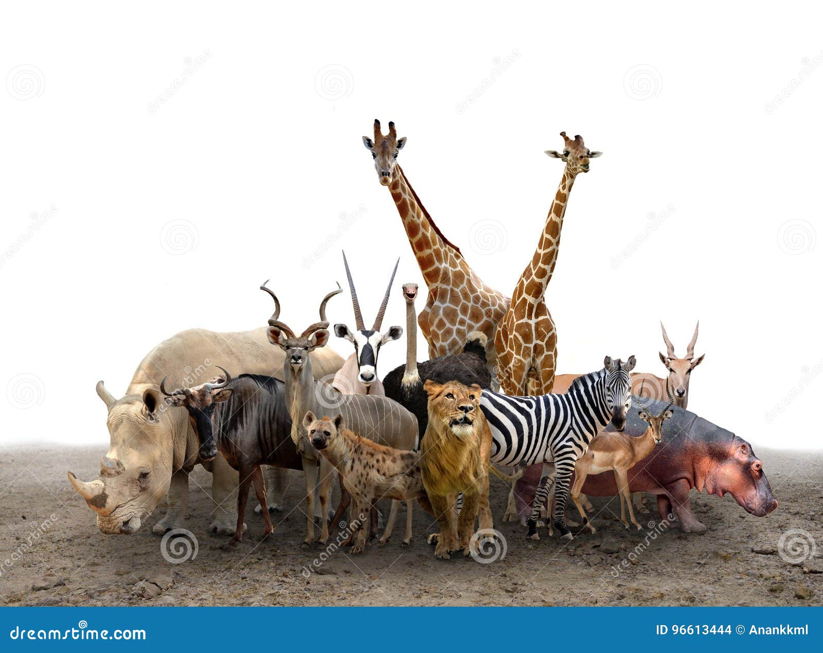 Group of africa animals stock photo. Image of eland, mammal - 96613444