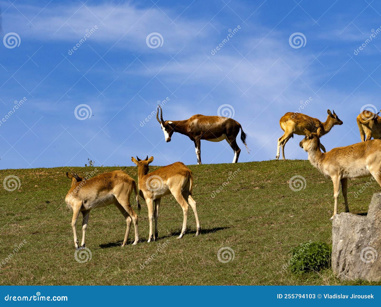 Group of African Antelope Stands on Top of a Heath Stock Image - Image ...