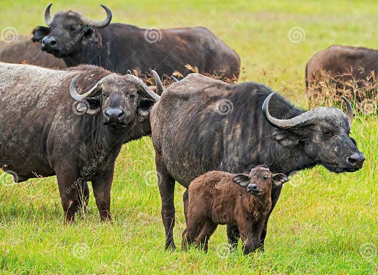 Group of African buffalos stock photo. Image of group - 255456080