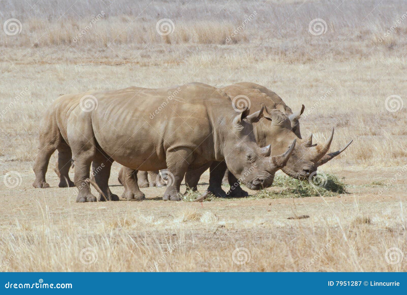 Group of African White Rhinos Stock Image - Image of fauna, rhinoceros ...
