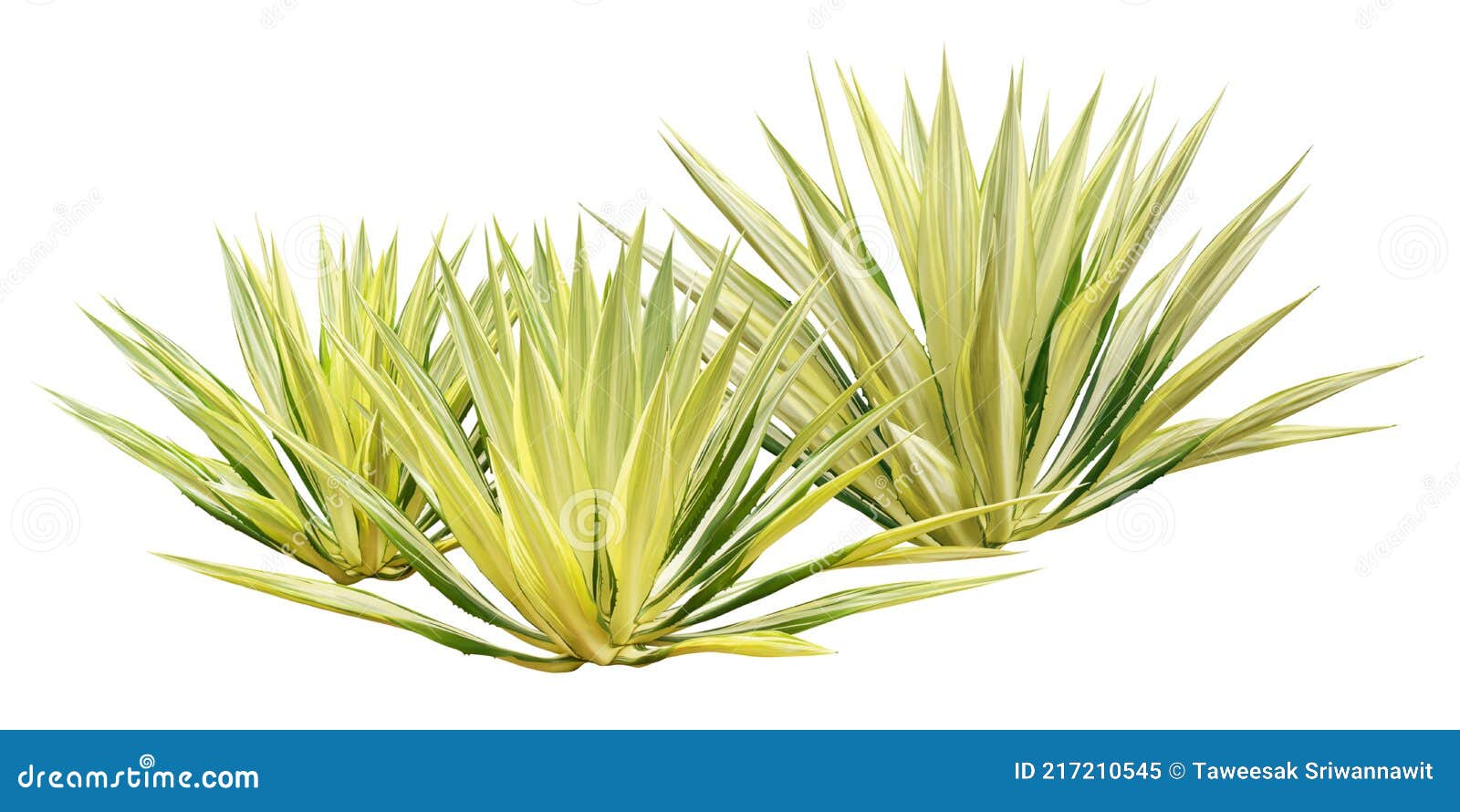 Group of Agave Plants Isolated on White Background with Clipping Path ...
