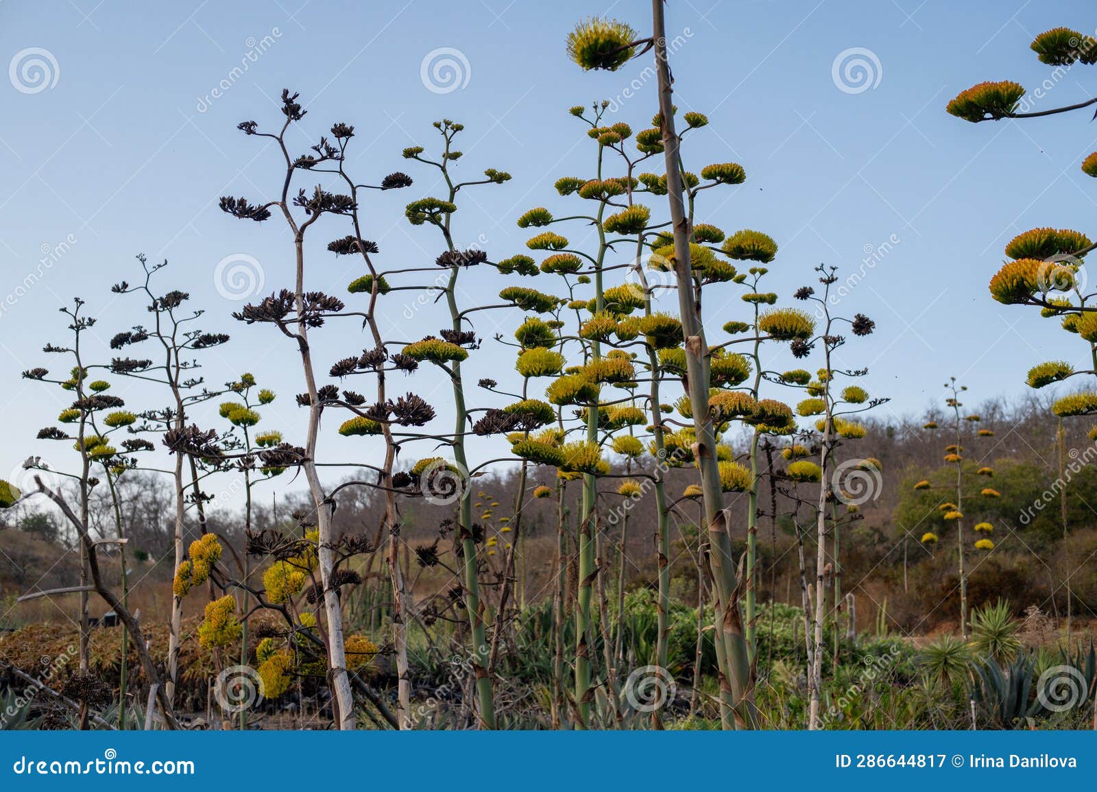 Group of agaves stock image. Image of branch, yellow - 286644817
