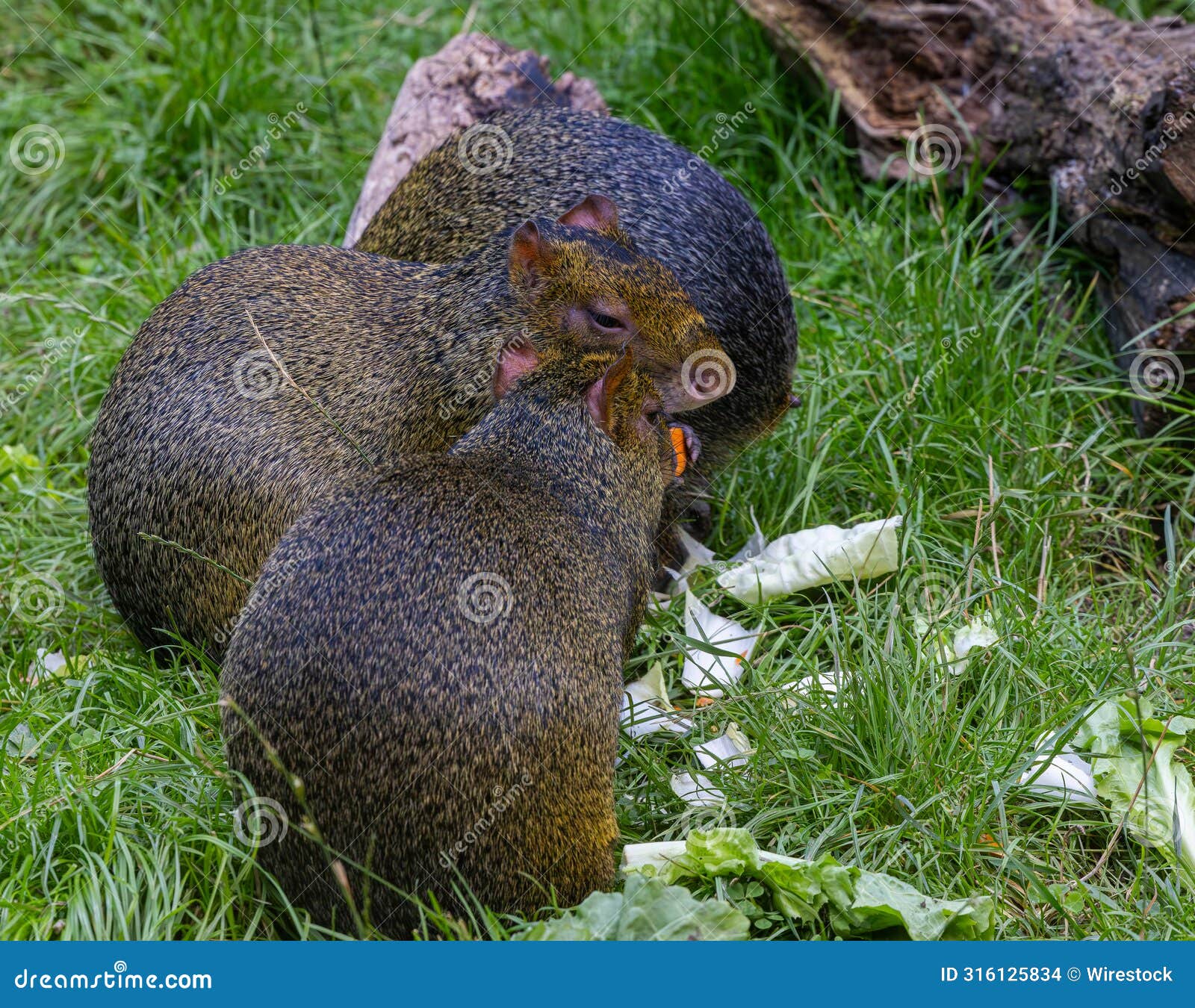 Group of Agoutis Eating in the Zoo. Netherlands Stock Photo - Image of ...