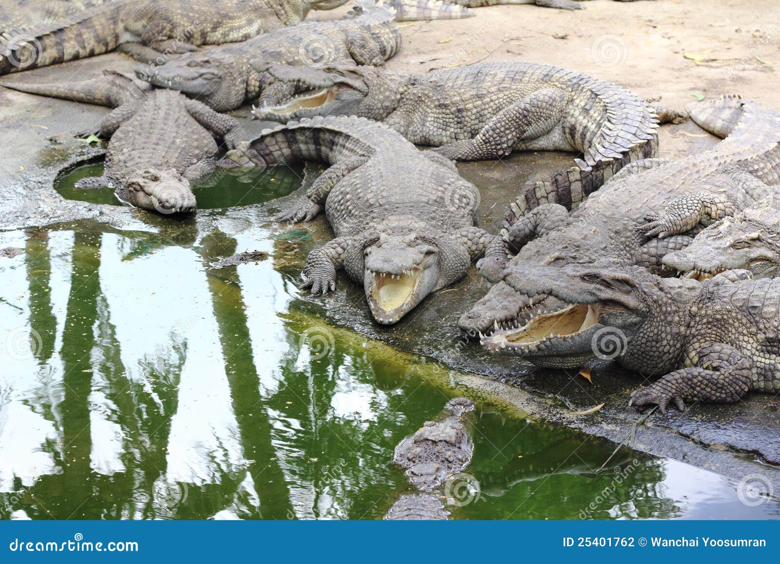 Gator Group In The Canal Stock Photo | CartoonDealer.com #79282566