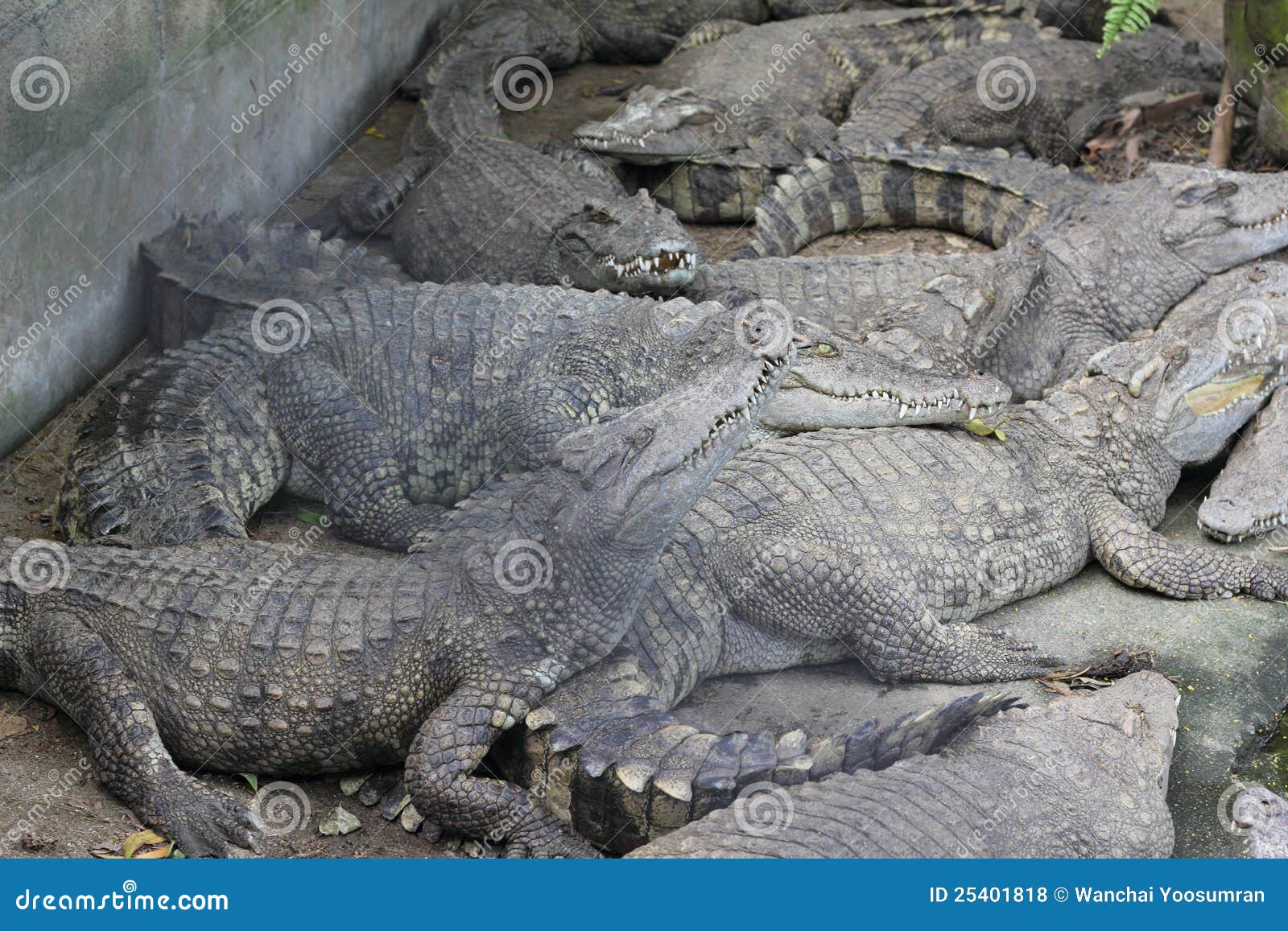 Gator Group In The Canal Stock Photo | CartoonDealer.com #79282566