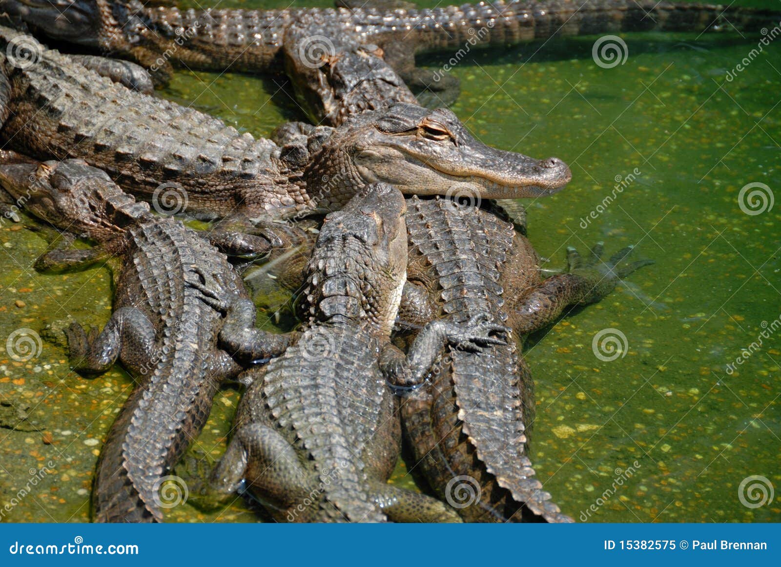 Group of alligators stock image. Image of animals, predators - 15382575