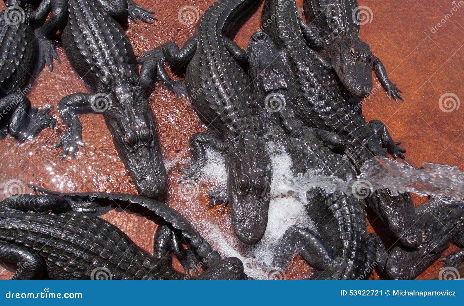 Group of alligators stock image. Image of dangerous, white - 53922721