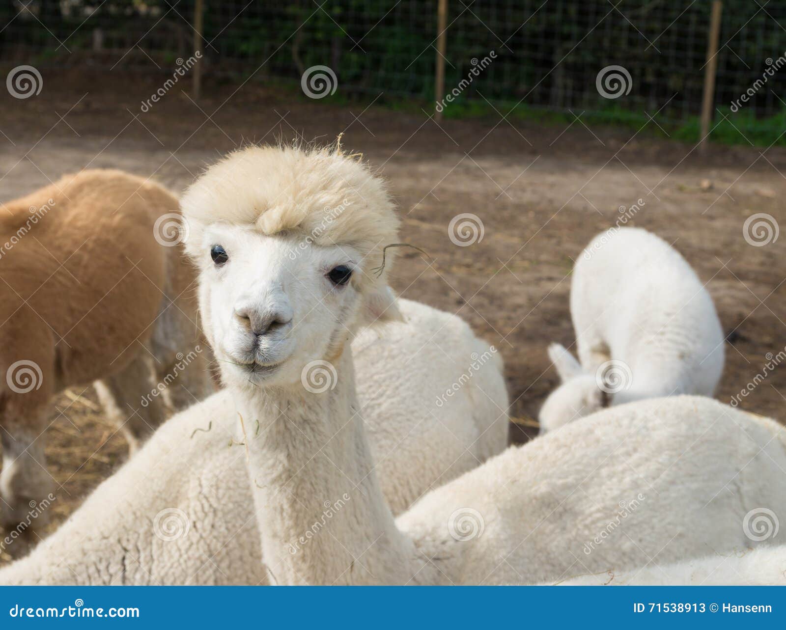 Group of alpacas stock image. Image of fluffy, lama, herd - 71538913