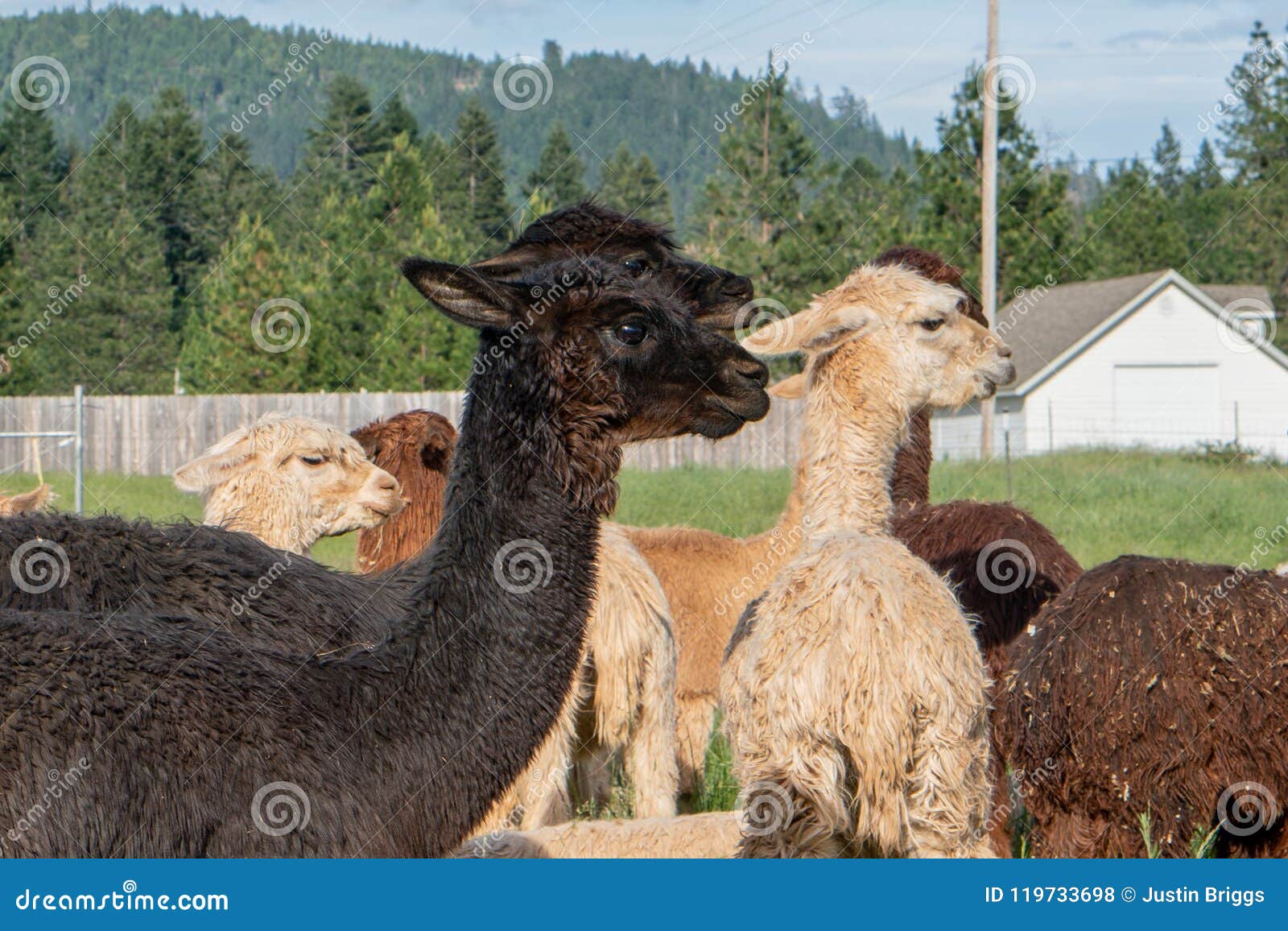 A Group of Alpacas Looking Left Stock Photo - Image of group, alpaca ...