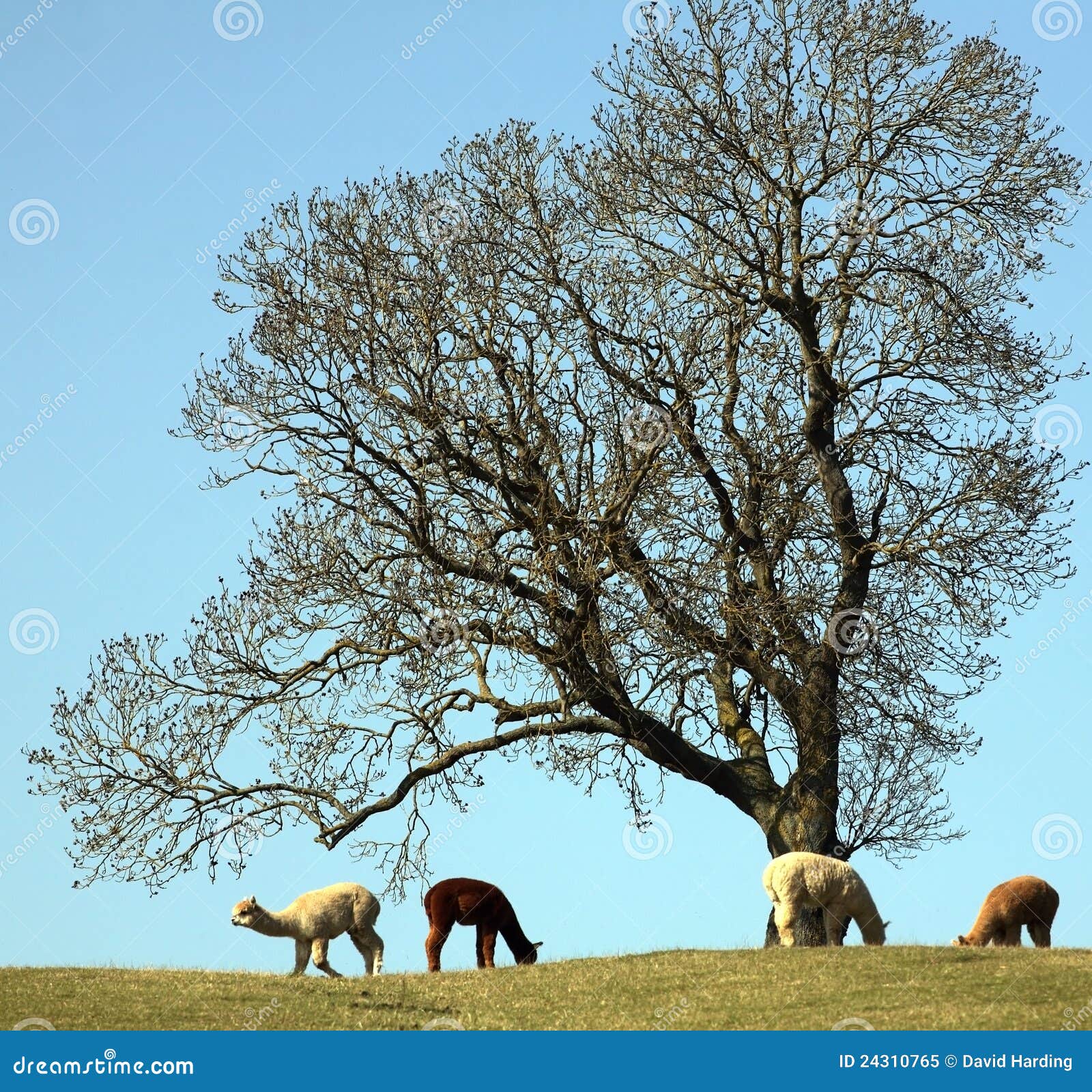 Group of alpacas in field stock image. Image of herd - 24310765