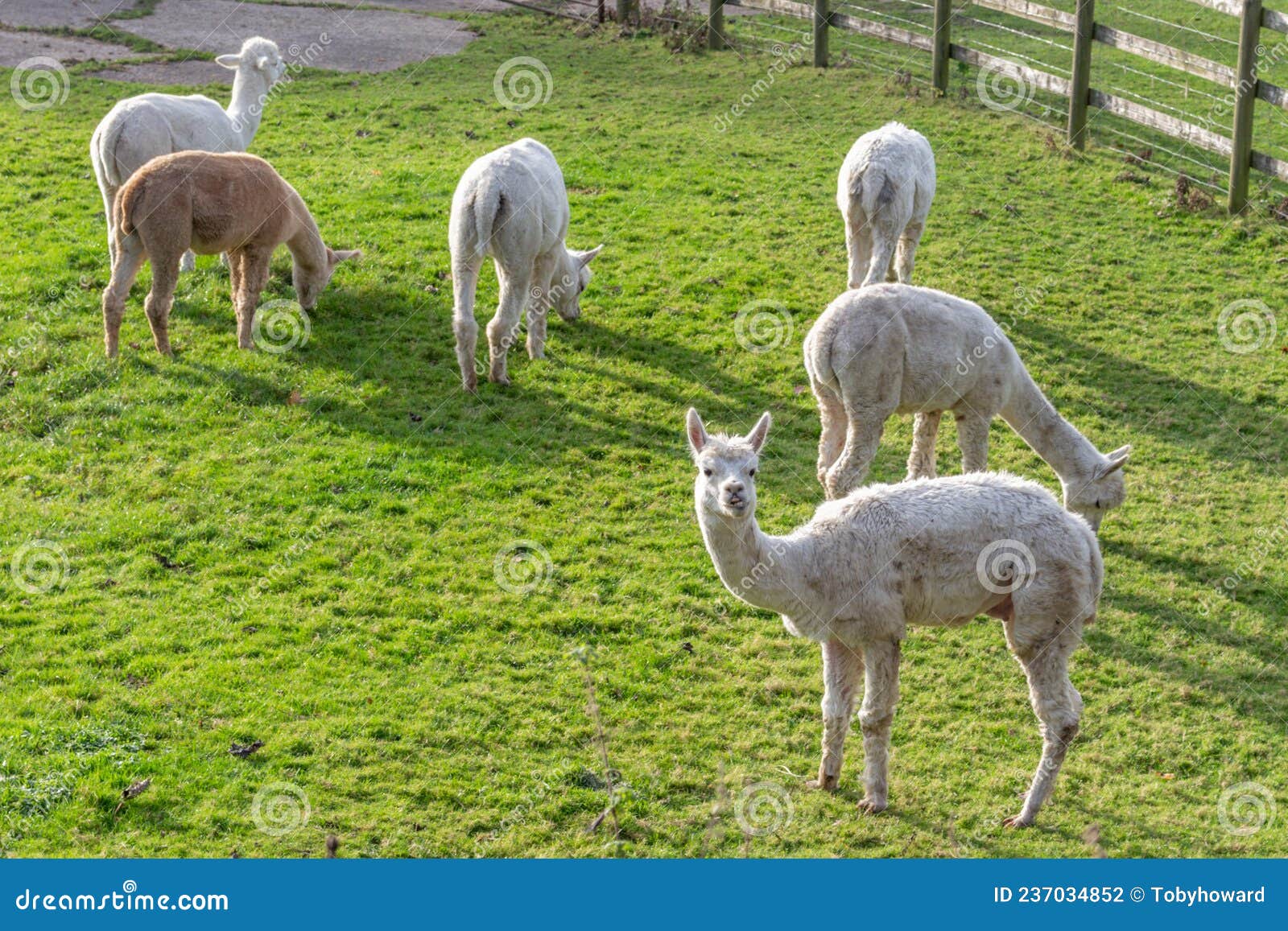 Group of Alpacas in Field, Derbyshire, UK Stock Photo - Image of group ...