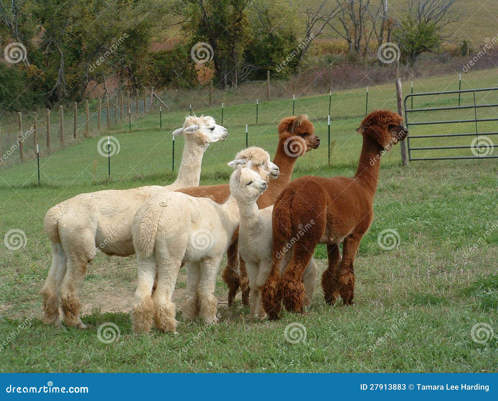 Group of Alpacas in a Green Pasture Stock Image - Image of fence ...